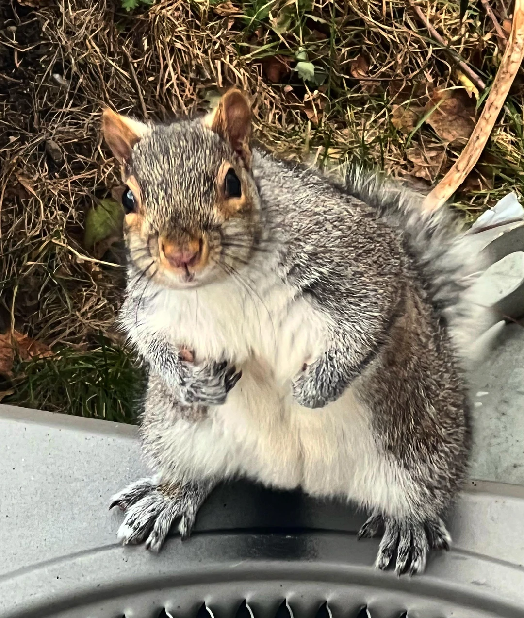 Pissed off squirrel! | Scrolller