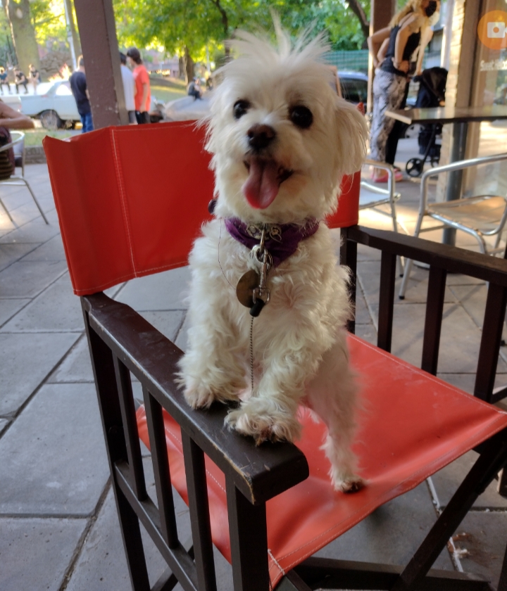 Hola! Soy Mili de Argentina ️🐶🇦🇷 | Scrolller