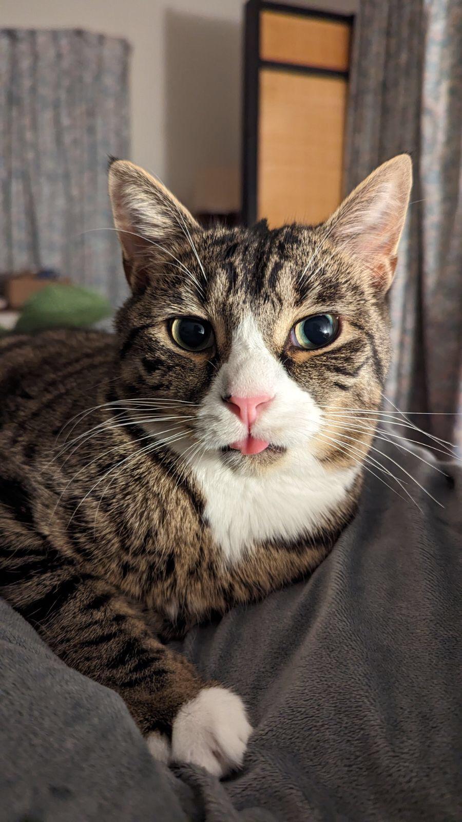 Startled Awake Blep | Scrolller