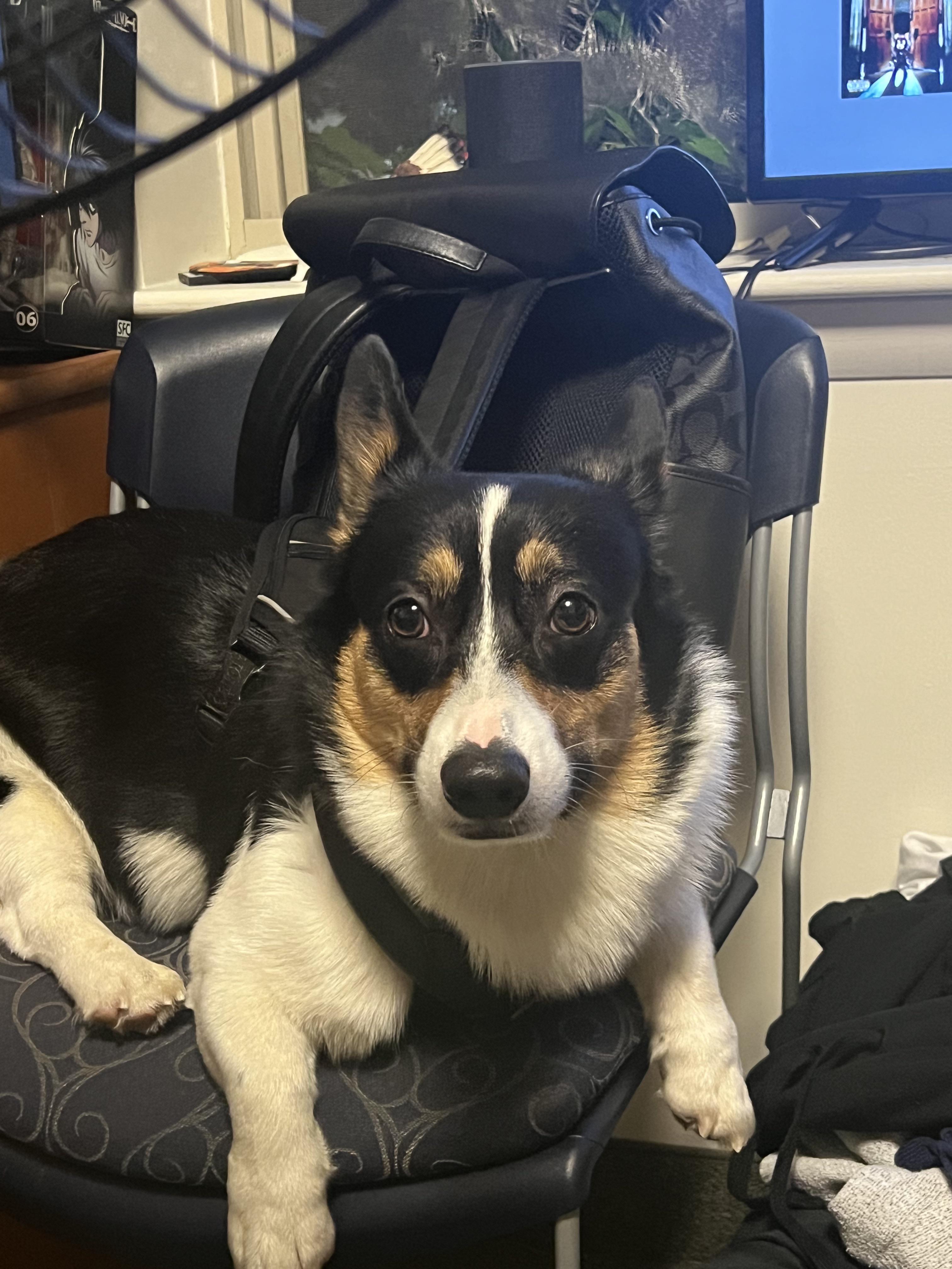 Corgi prince | Scrolller