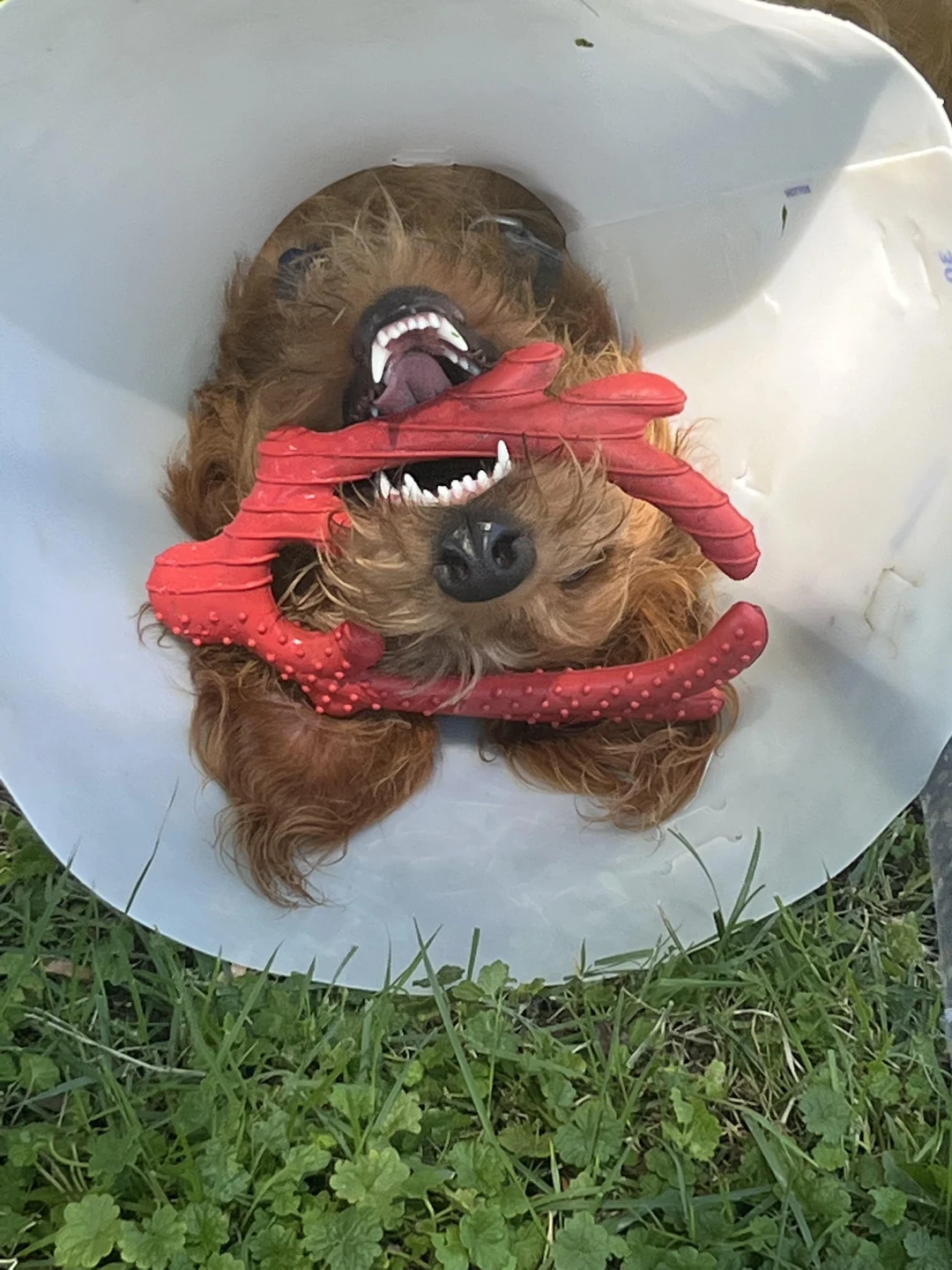 That’s not her toy, we aren’t sure how she got it… | Scrolller