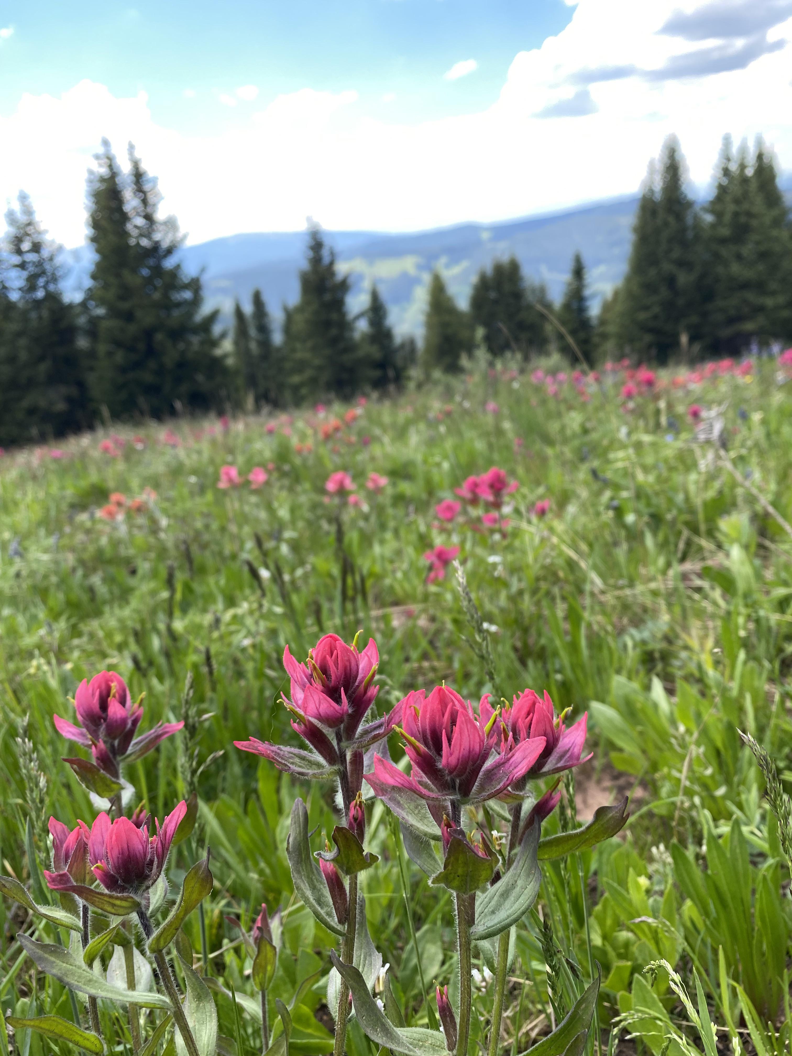 Shrine Pass, CO. | Scrolller