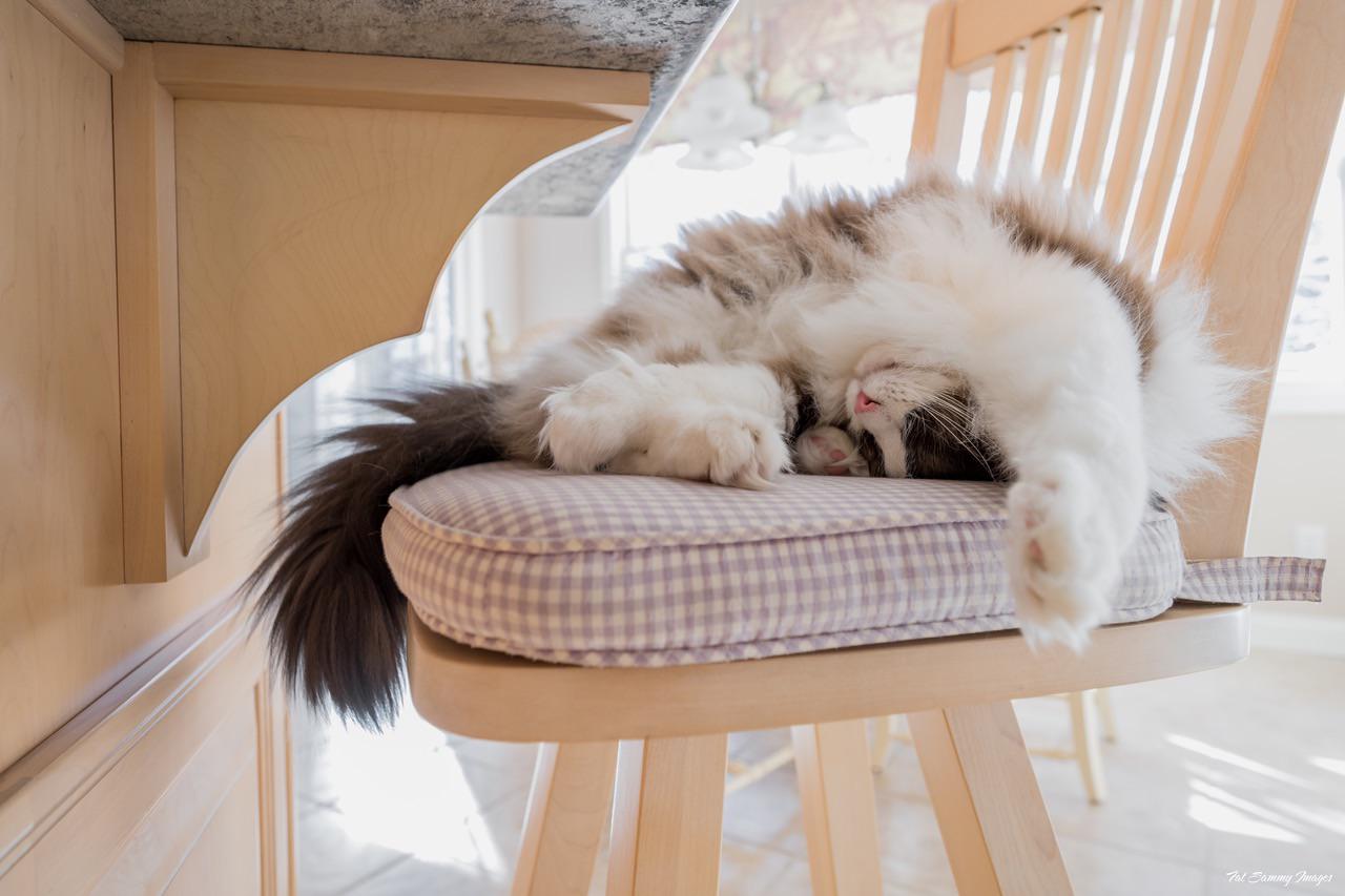 Stressed Floof! | Scrolller