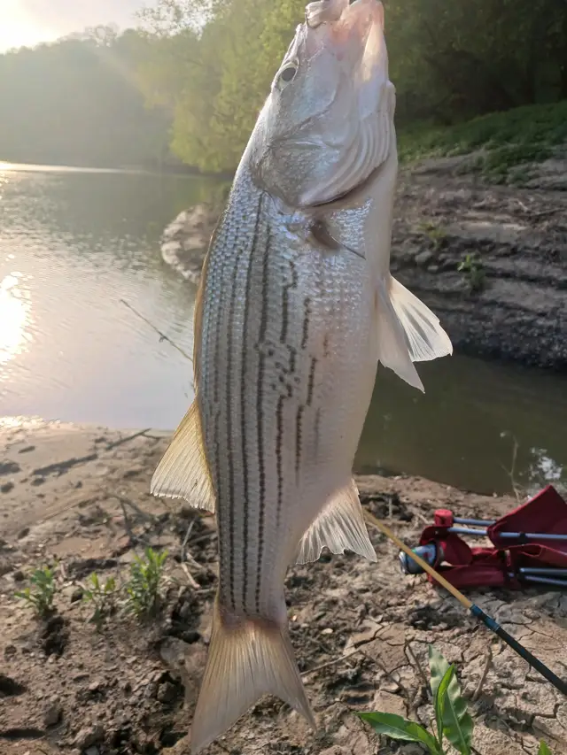 Fish caught today | Scrolller