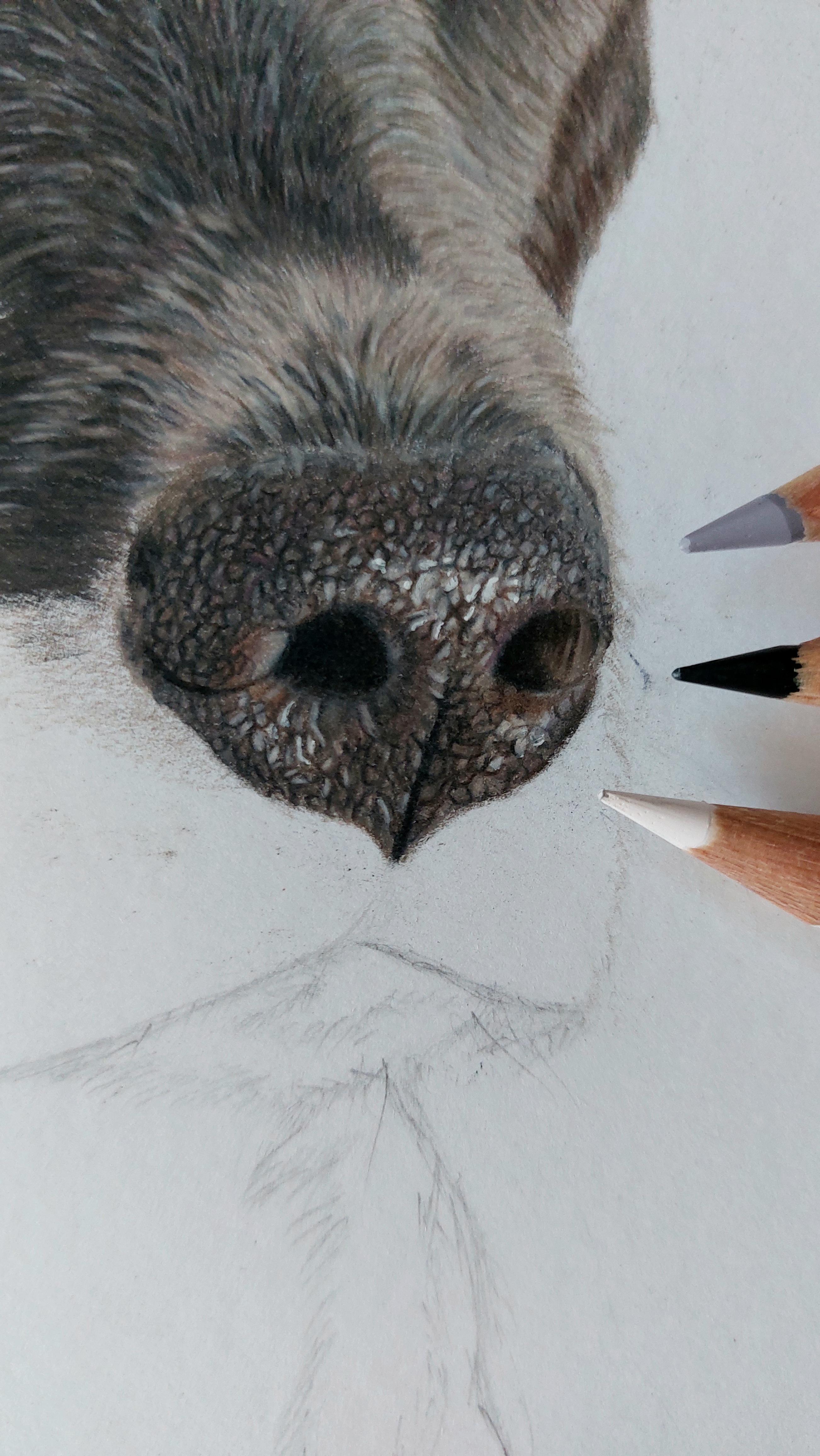 I drew the boop today | Scrolller