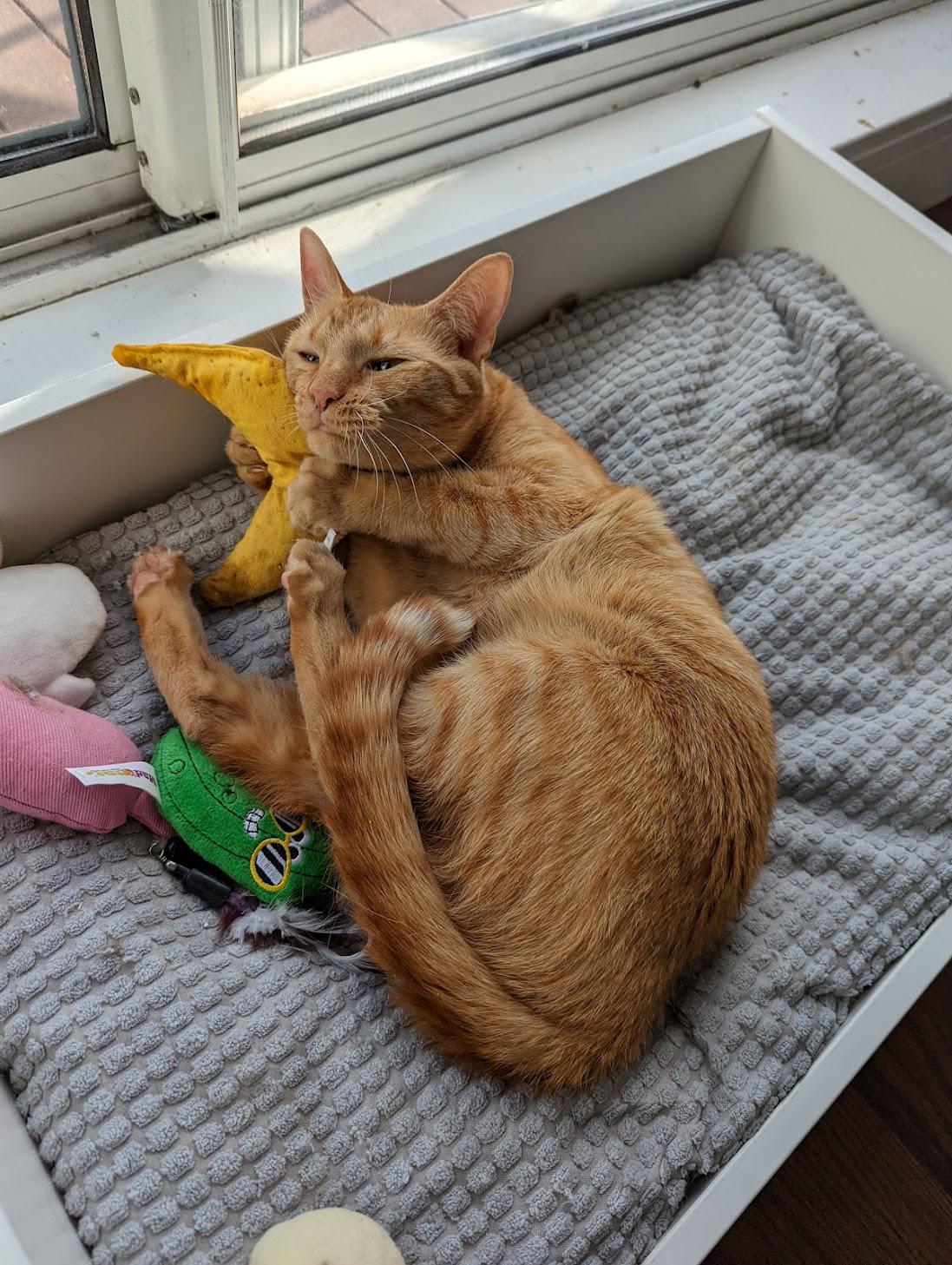 Roxy is obsessed with her toy! | Scrolller