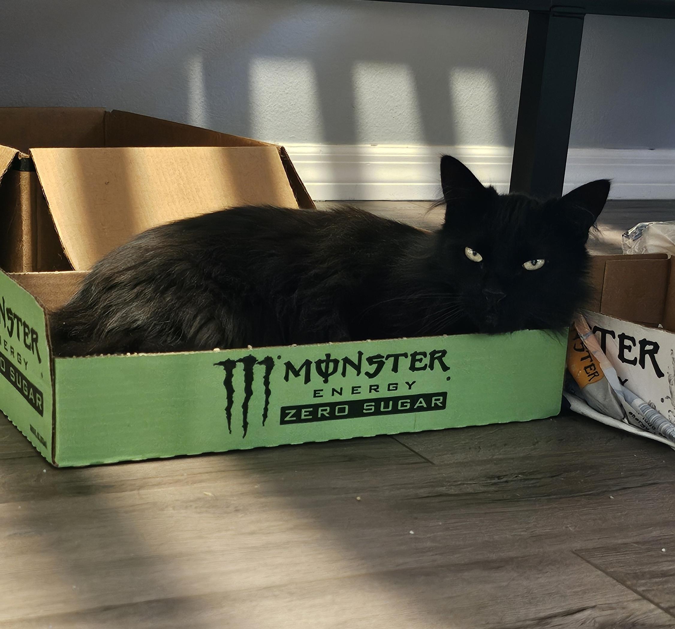 Meet Toothless! | Scrolller