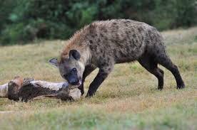 Why do some spotted hyenas have darker limbs and some have lighter | Scrolller