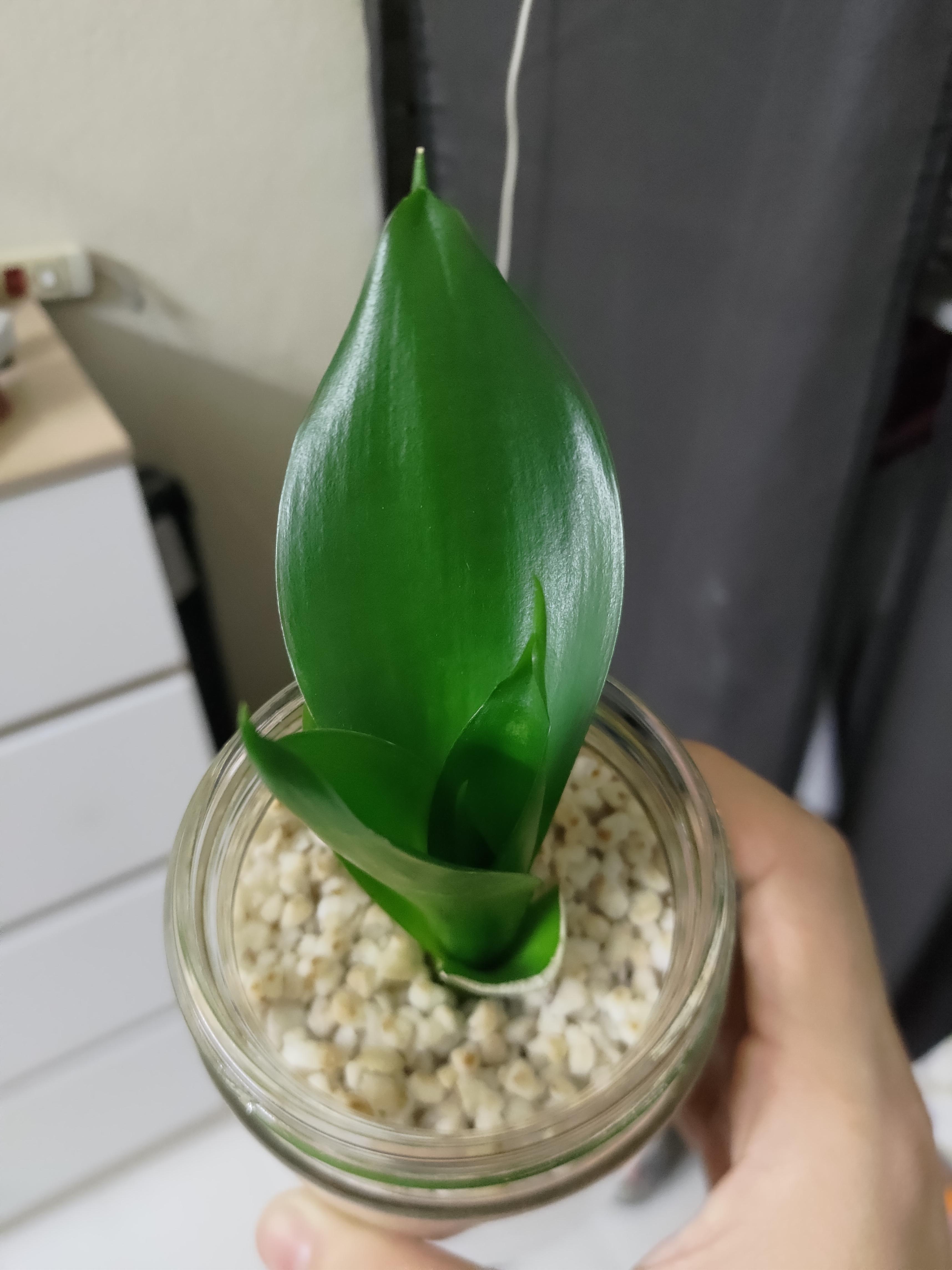 Hydroponic sansevieria 😁 | Scrolller