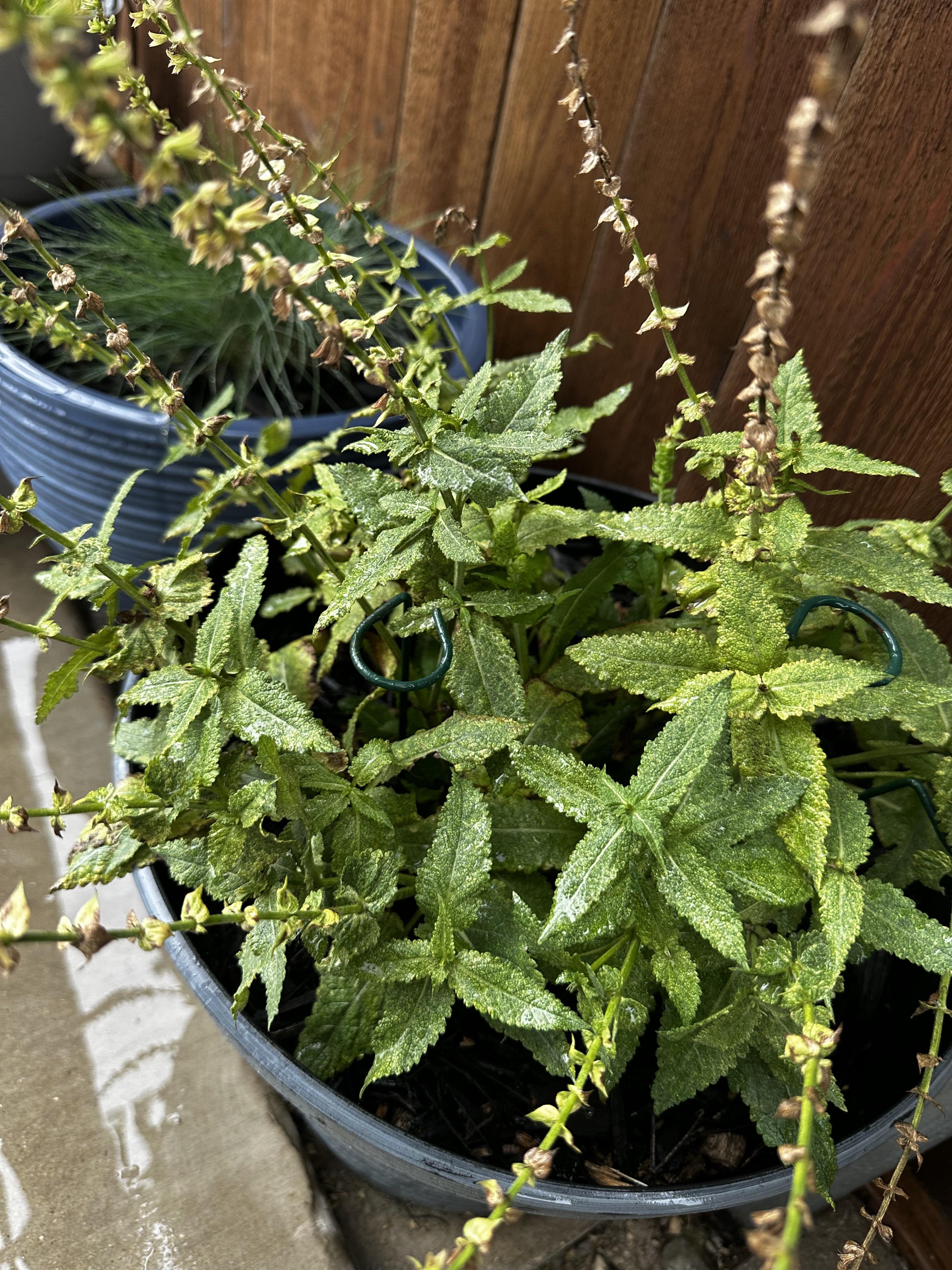 What’s going on with my salvia? | Scrolller