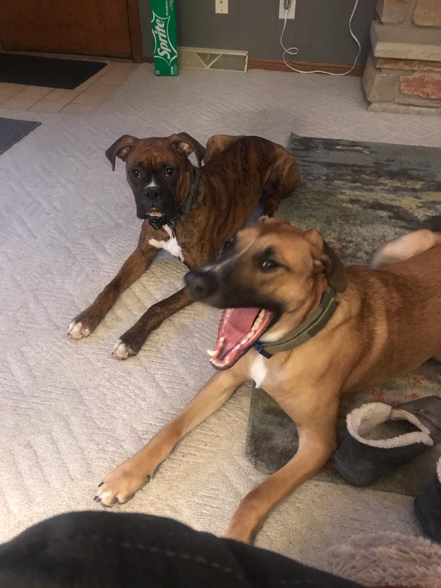 Favorite pics of Gunner and Scout | Scrolller