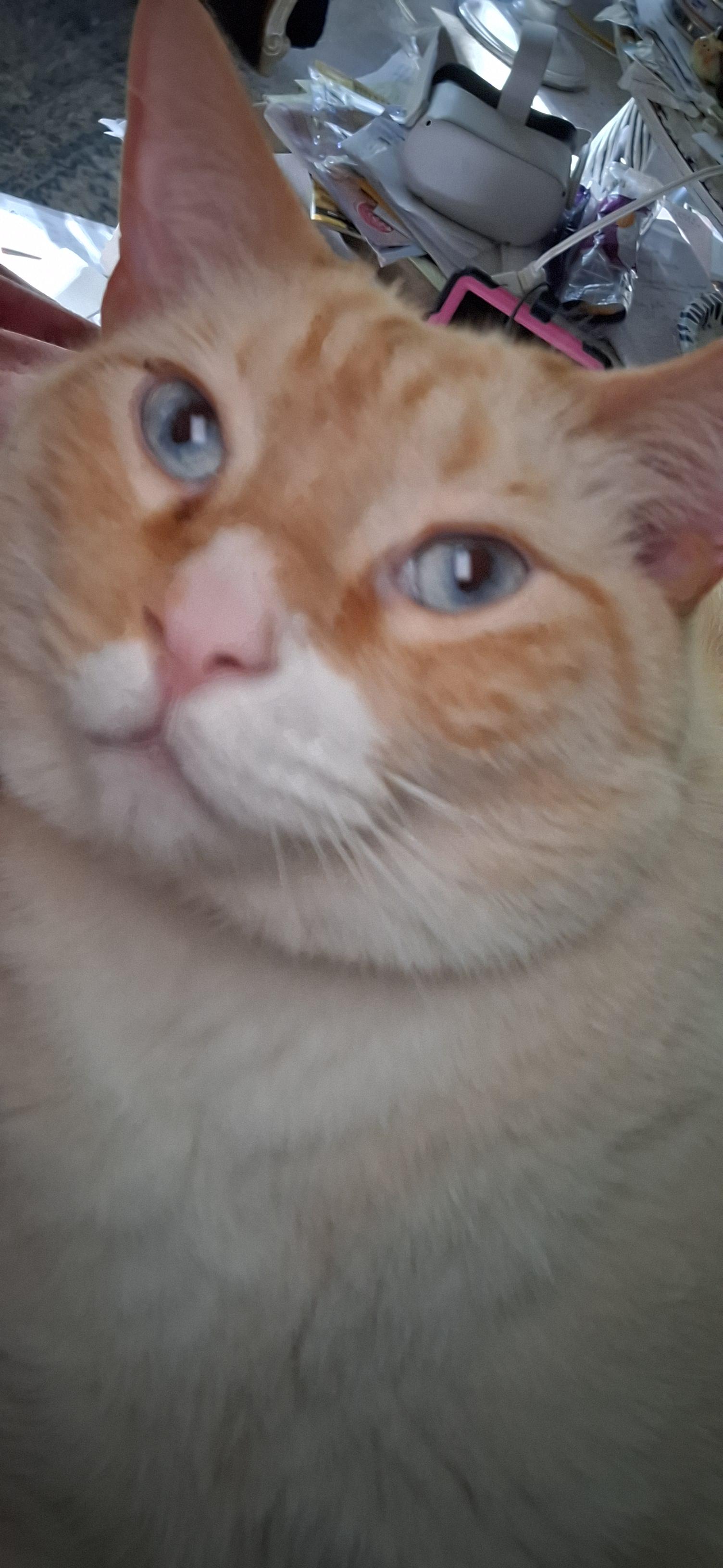 Discover More Like Cats Geralt And Related Content Scrolller