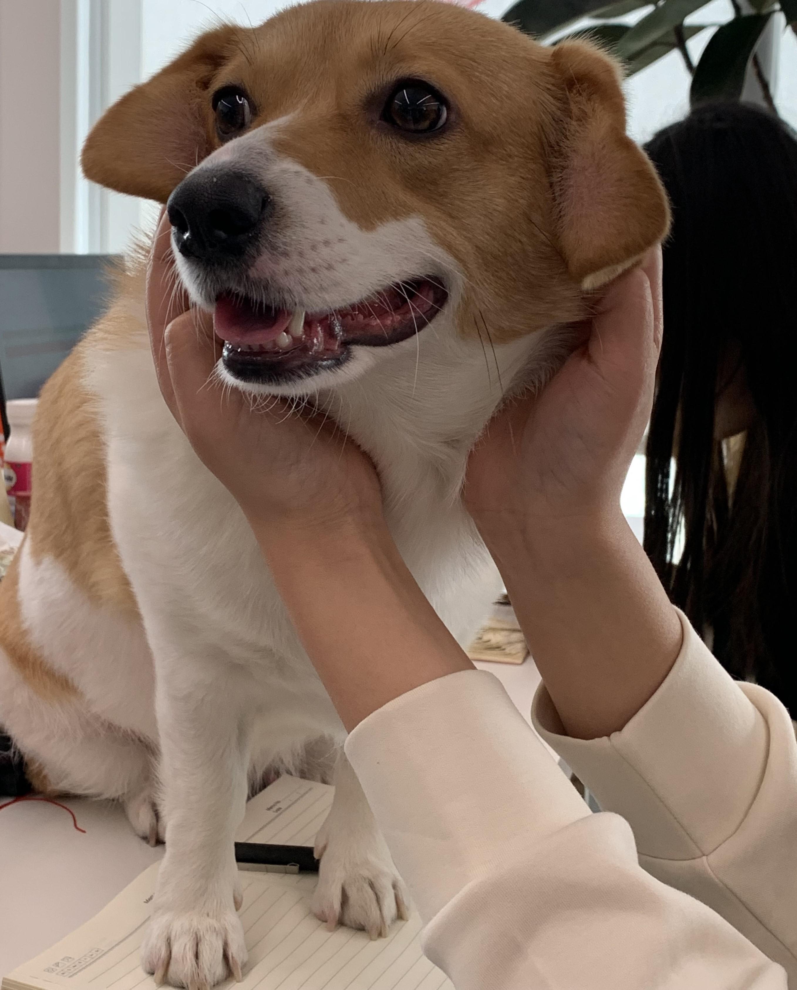 Corgi? No, Beagle! (OC) | Scrolller