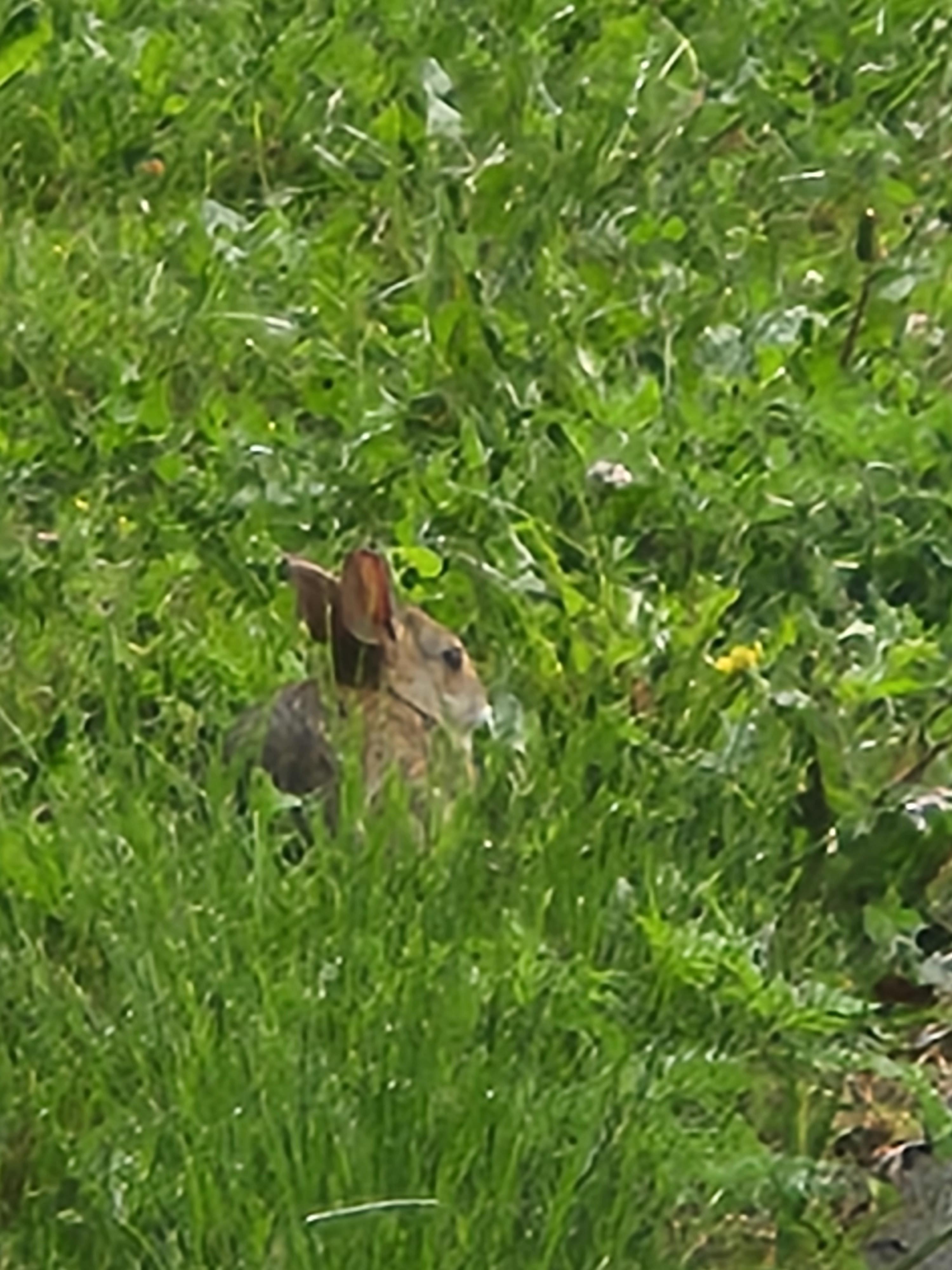 Little baby wild rabbit in my front yard | Scrolller