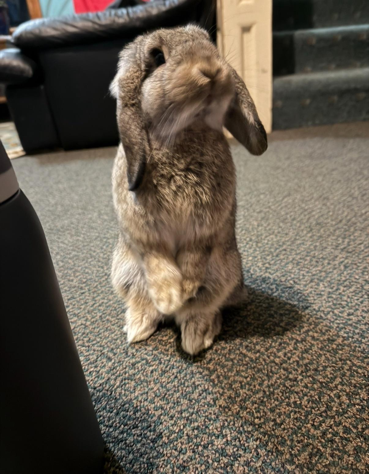 Bipedal bun | Scrolller