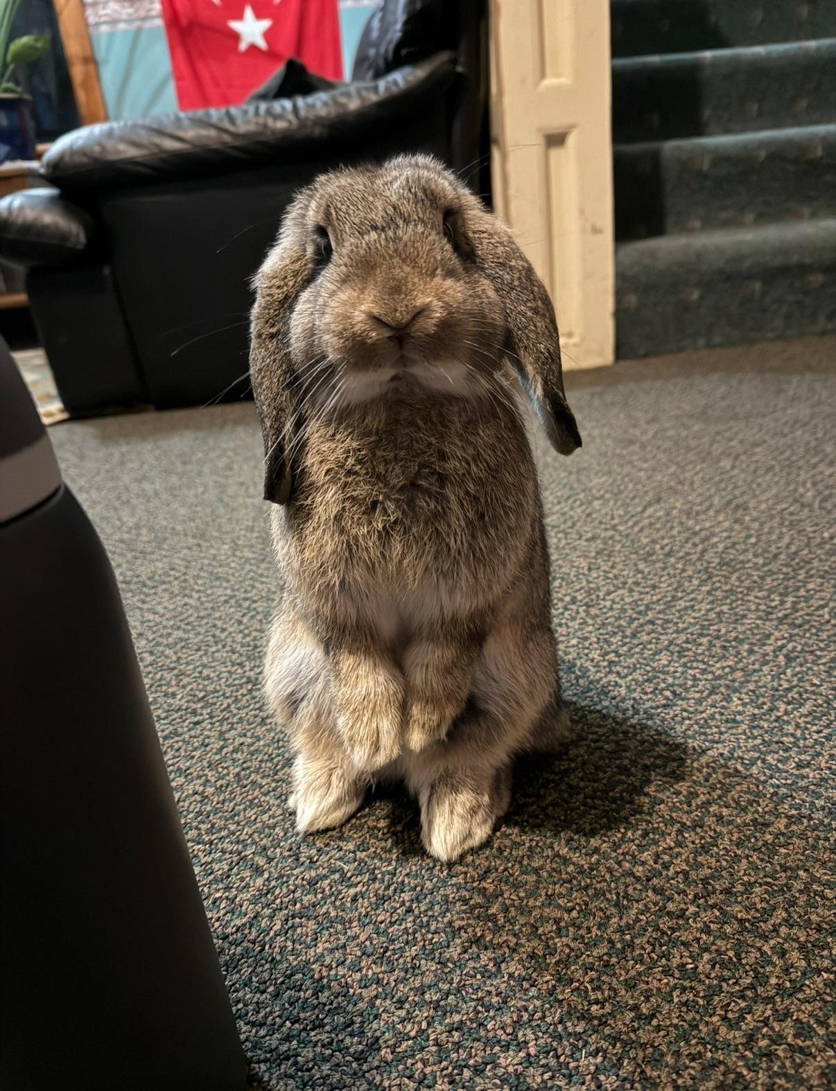 Bipedal bun | Scrolller