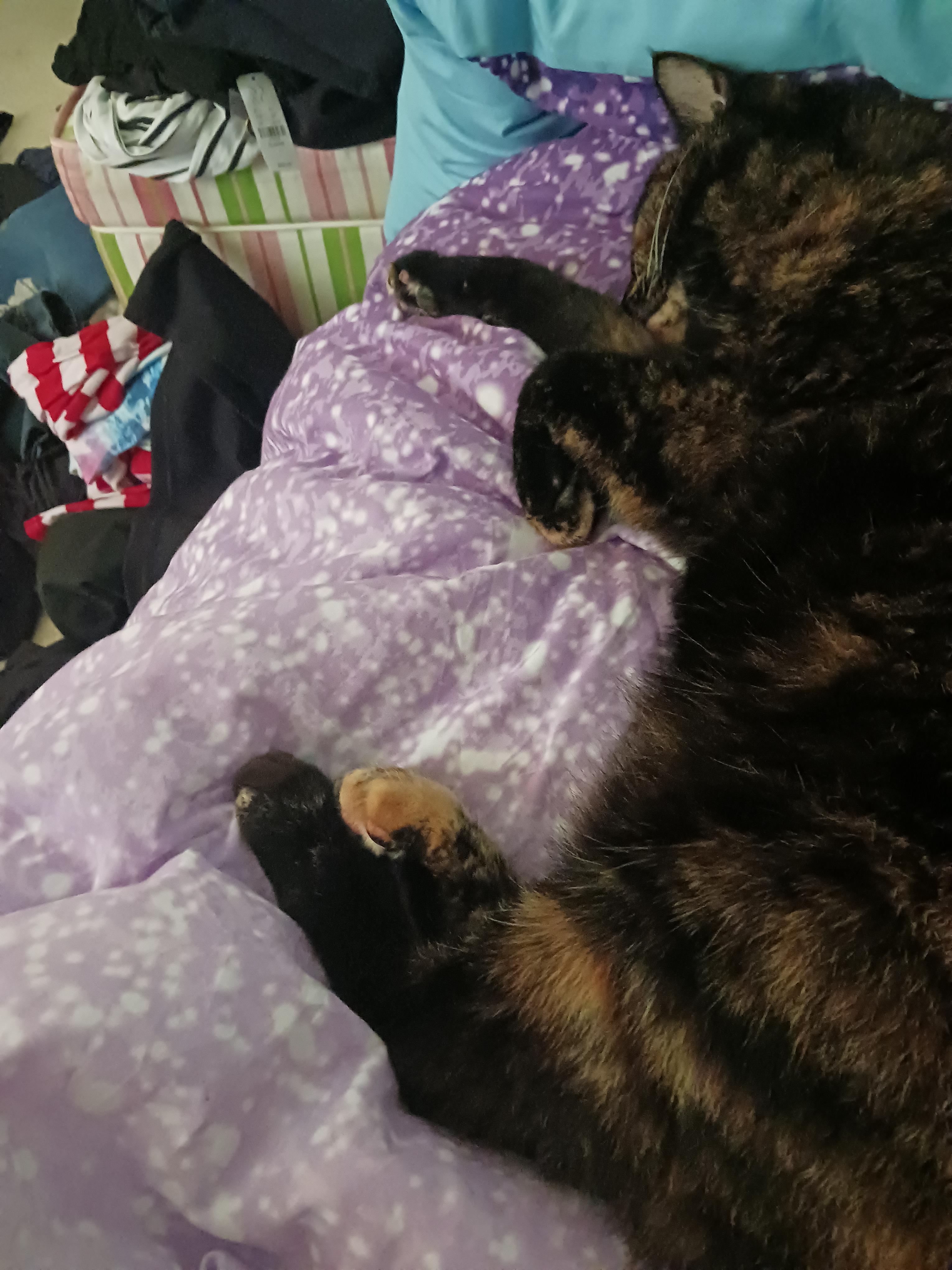 An elusive pinto bean | Scrolller