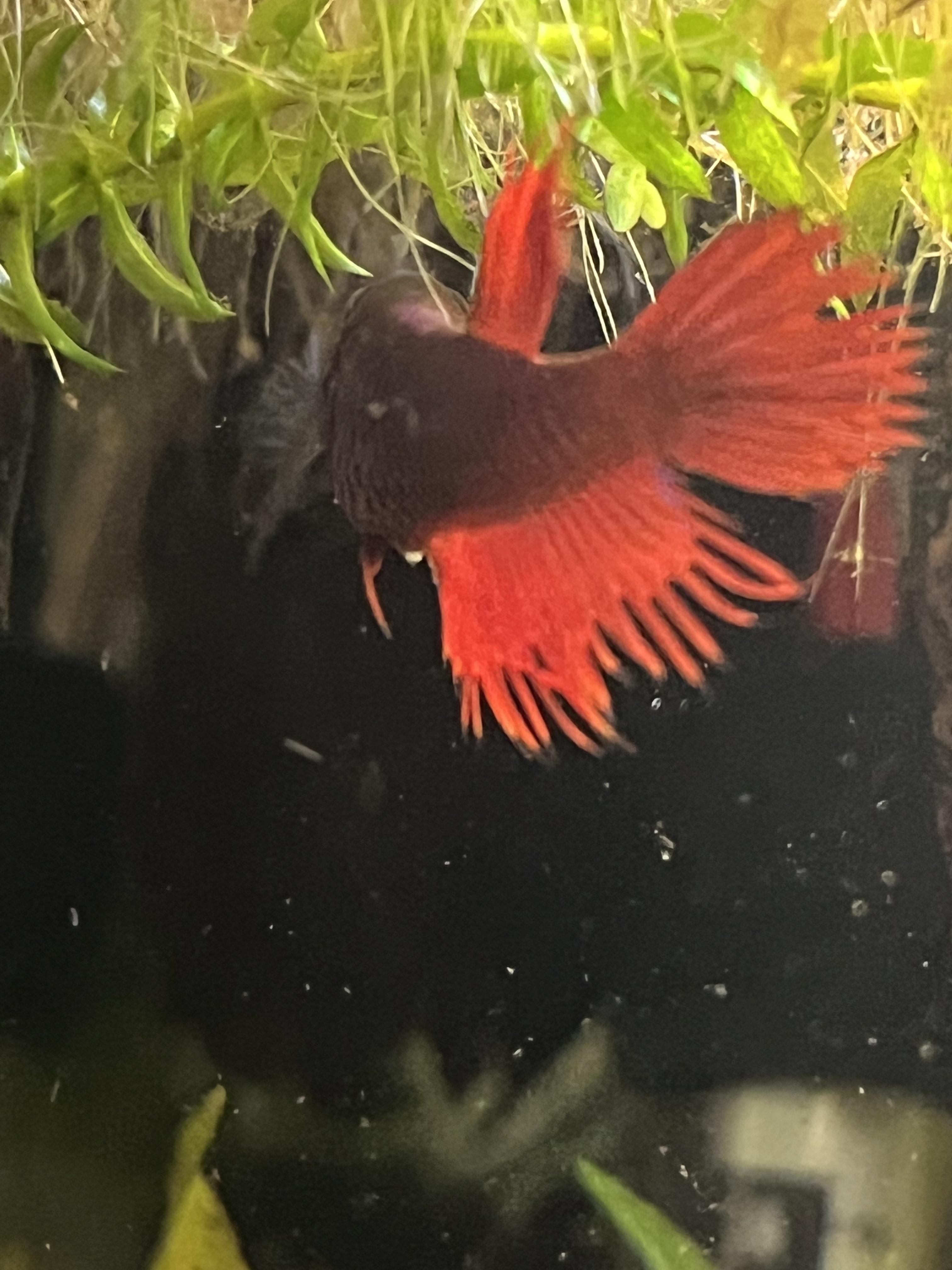 What’s the white spot on the underside of this betta? | Scrolller