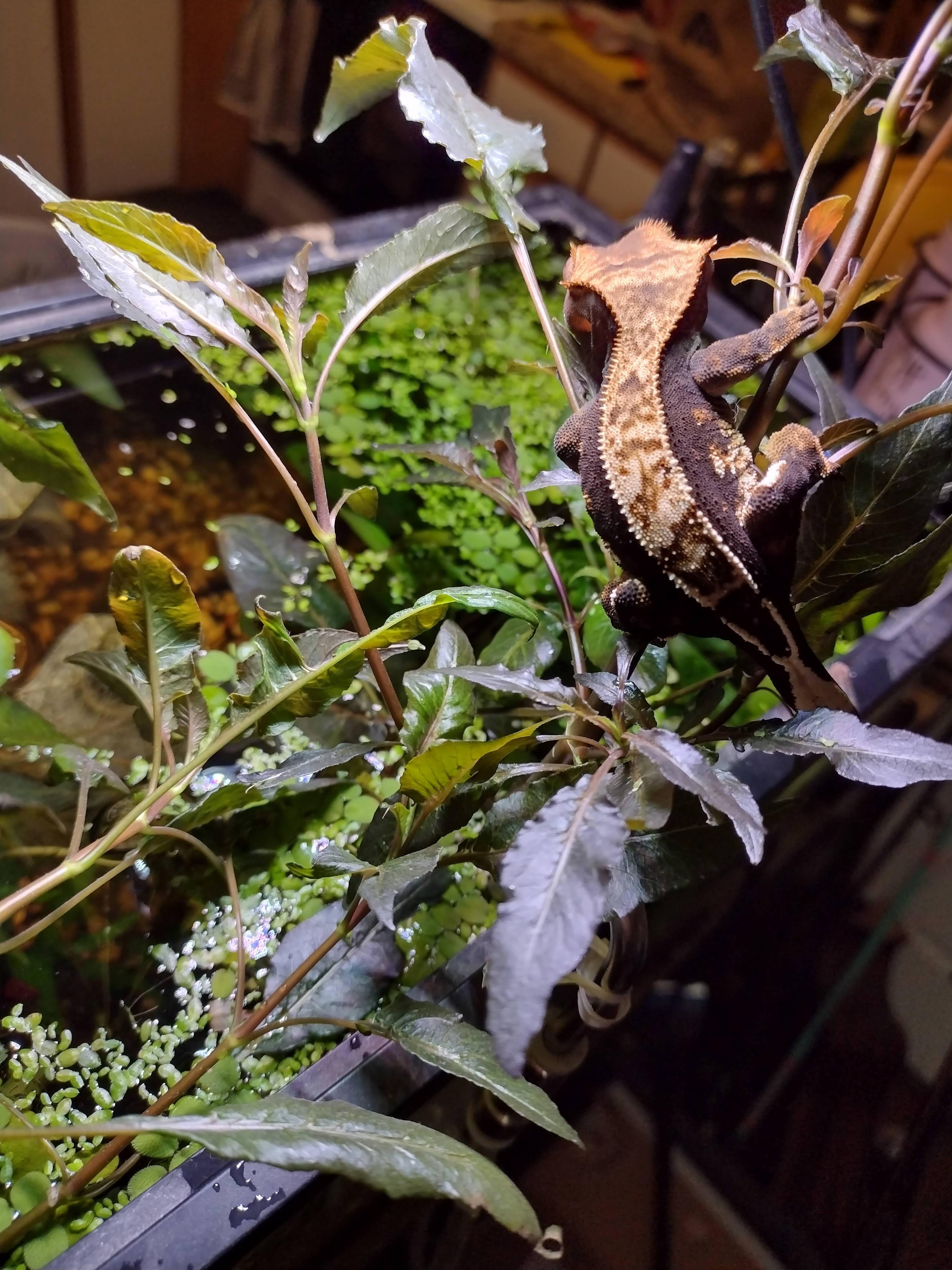 Tank upgrade | Scrolller