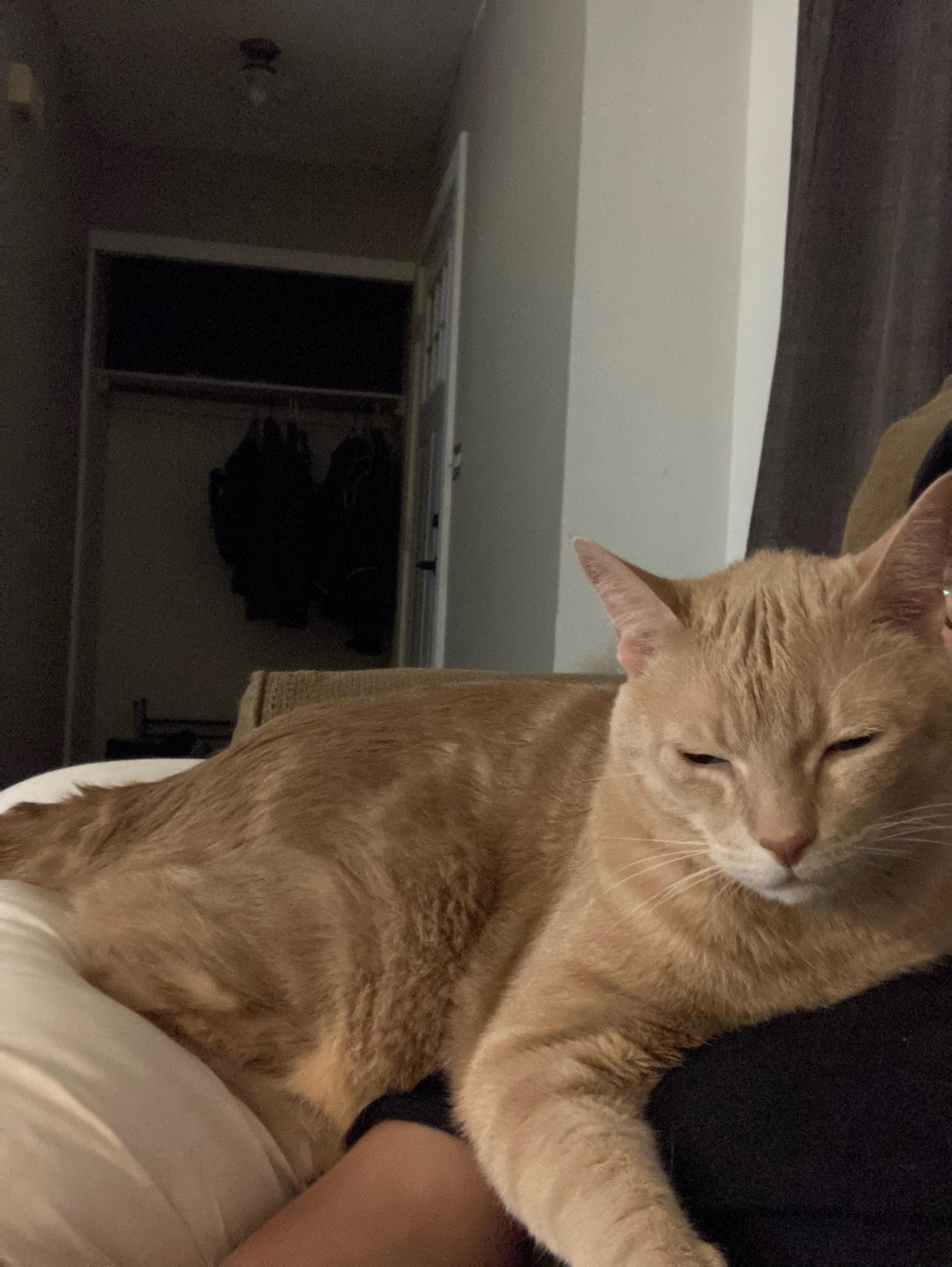 Anybody else have super cuddly cats? [OC] | Scrolller