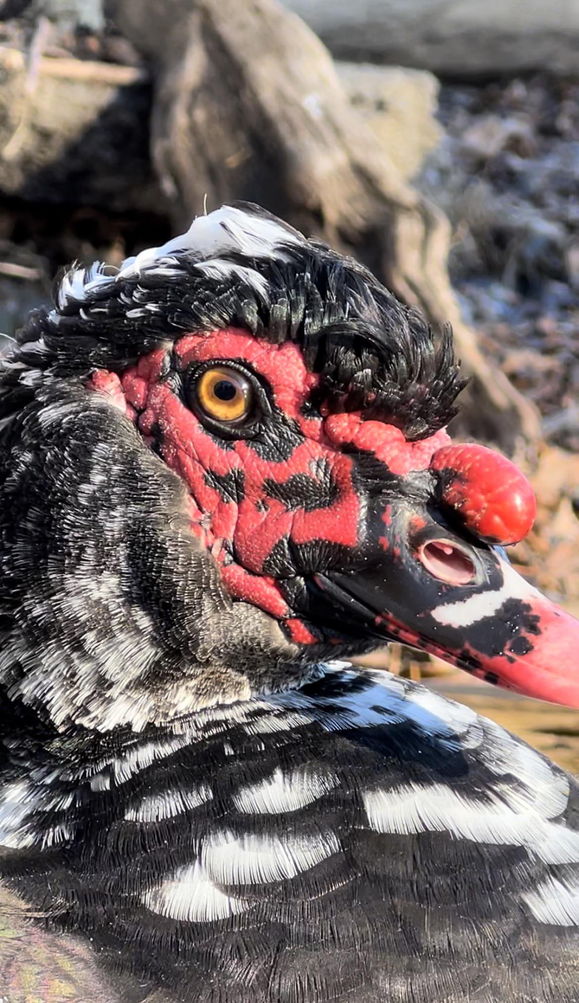 Muscovy duck, oregon | Scrolller