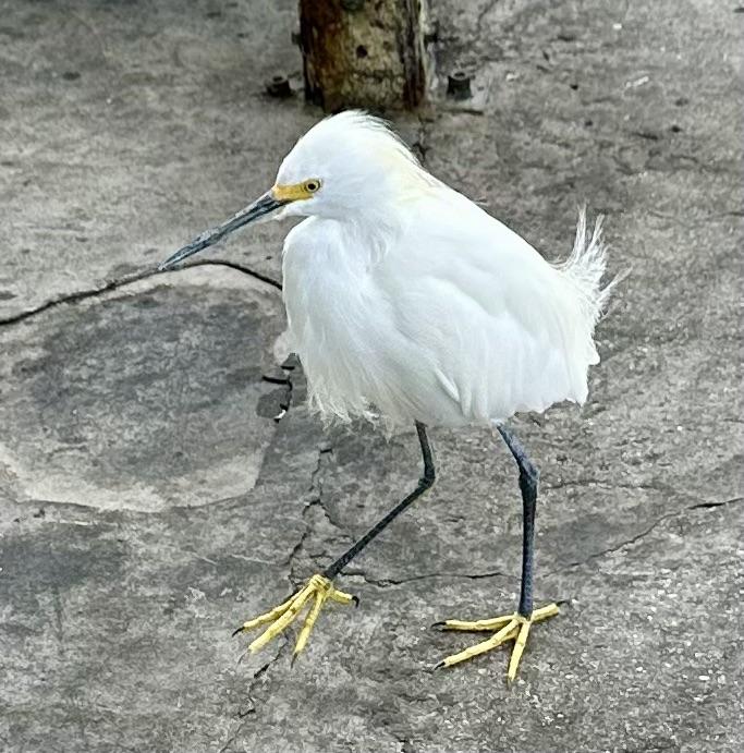 (OC) fancy snowy egret I ran into at lunch today . She was looking for snacks | Scrolller