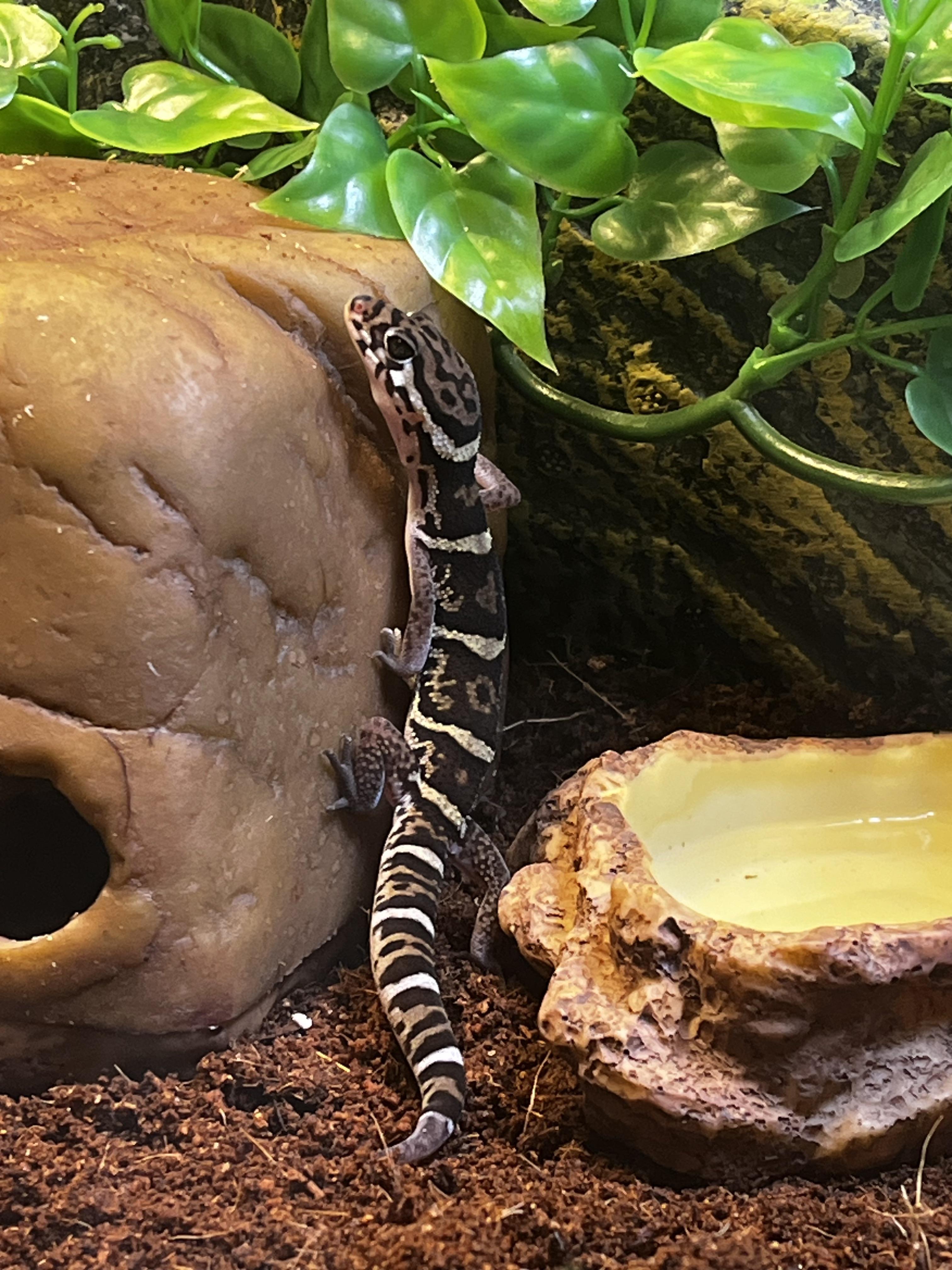 Help! new gecko owner. | Scrolller