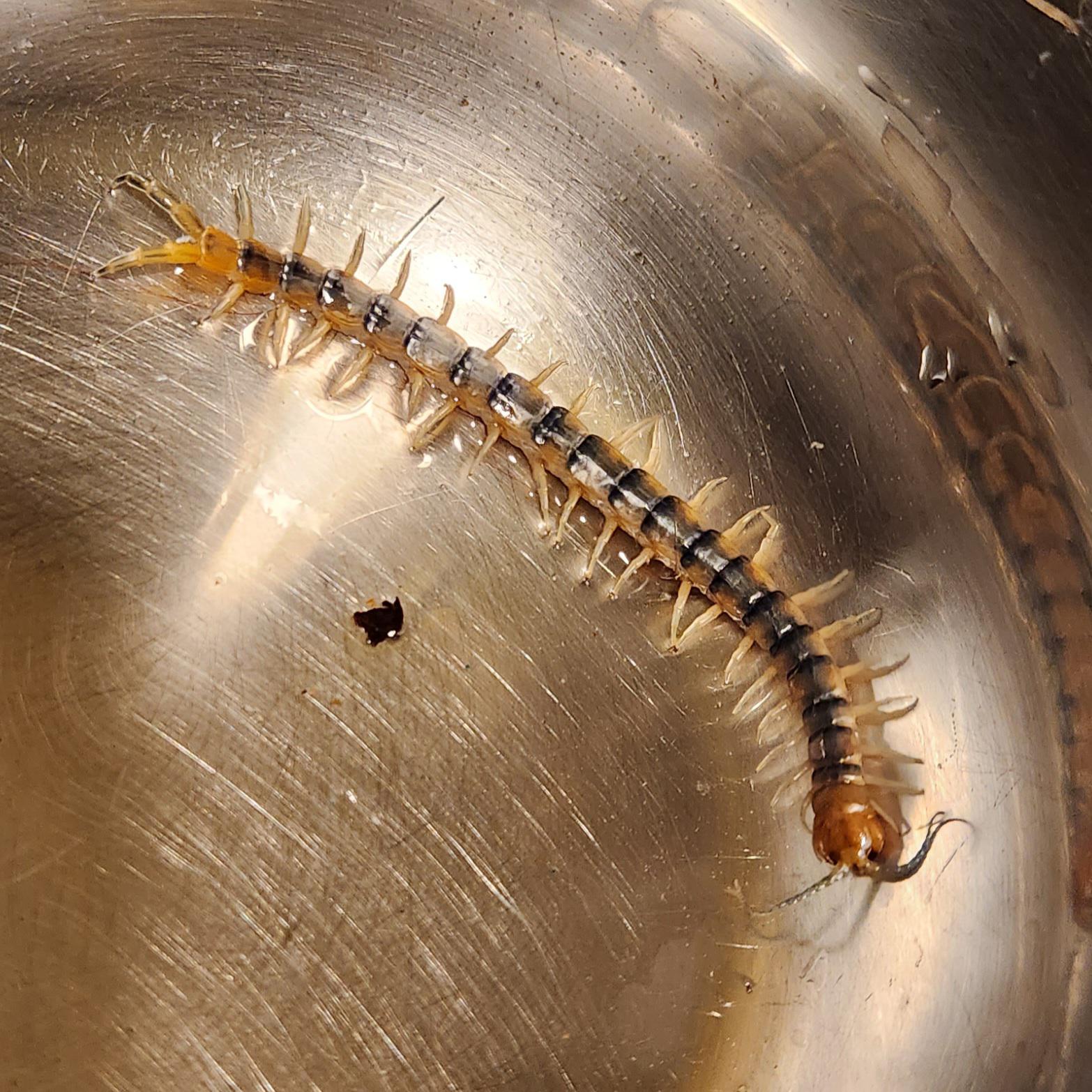 Centipede, but more info? | Scrolller