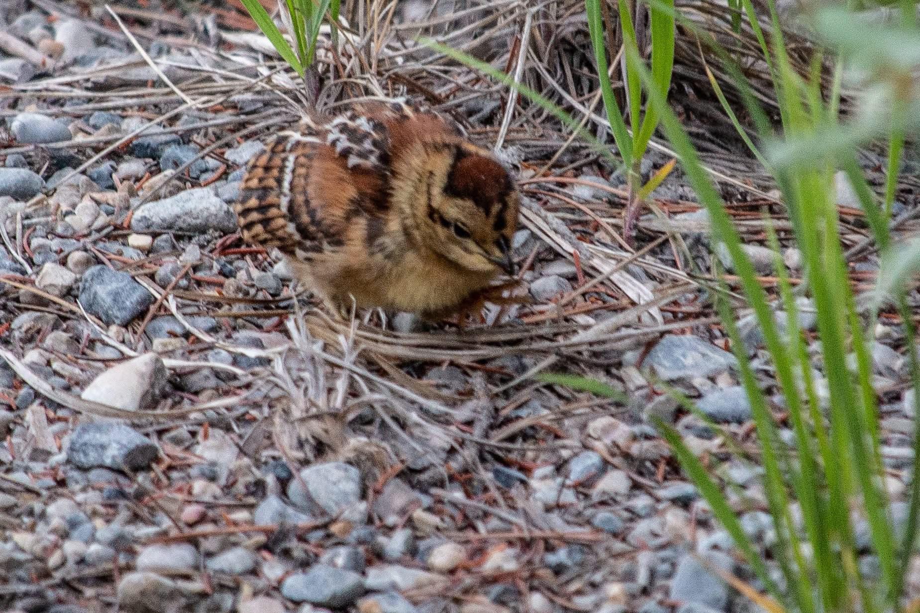 Rock Ptarmigan in Summer with Chicks | Scrolller