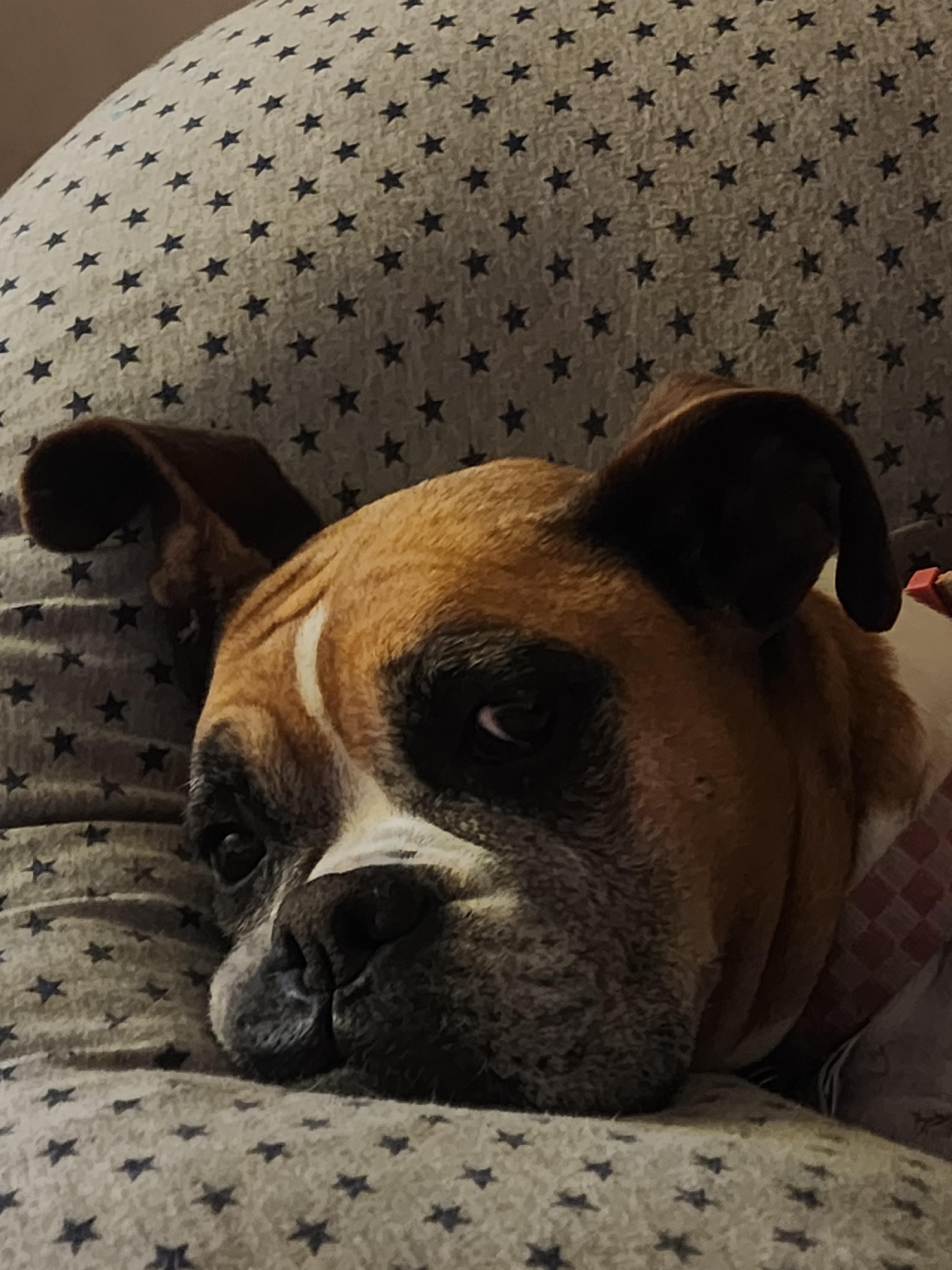 Boxer/Dalmatian? All wolf | Scrolller