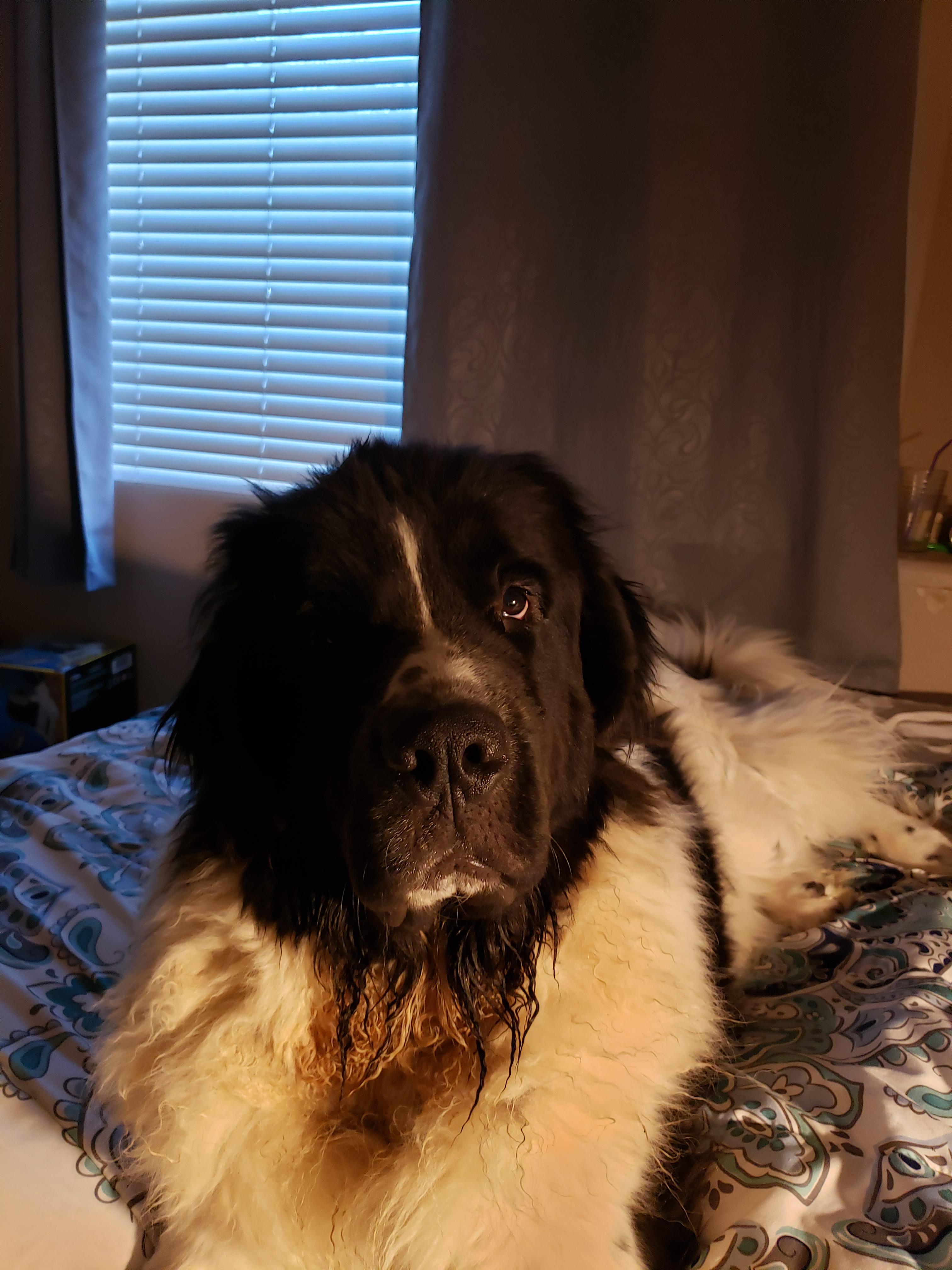 My pup Loki after playing in the mud. | Scrolller