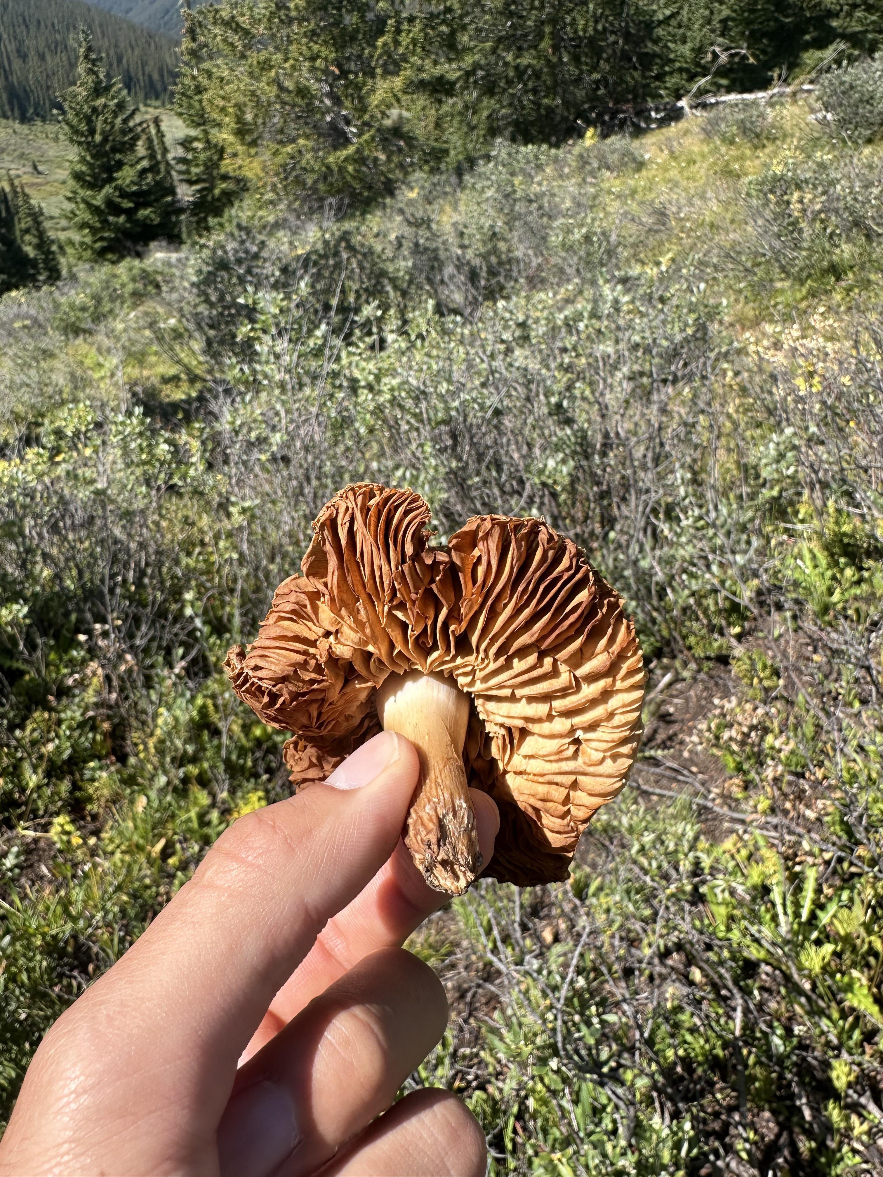 Discover more like MushroomID: Are these edible? and Related Content | Scrolller