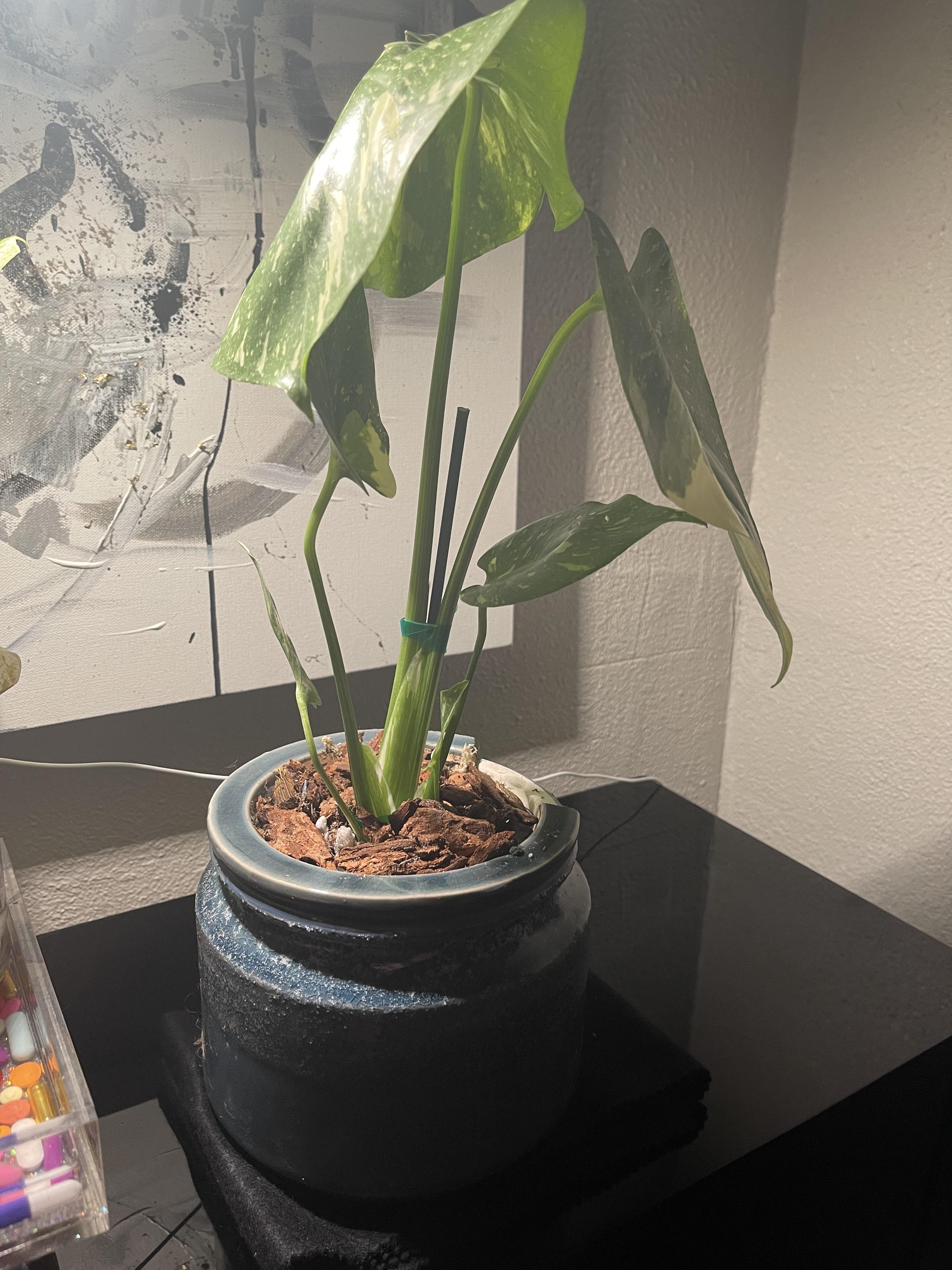 Discover more like Monstera: Thai Con - Help! and Related Content ...