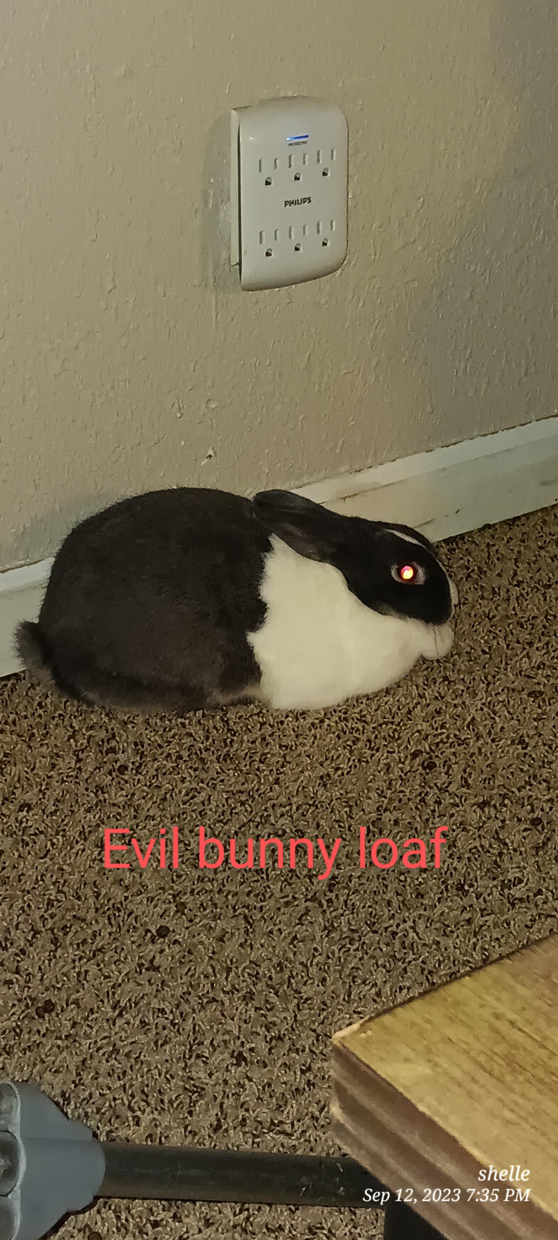 Bunny loaf, vs evil bunny loaf. | Scrolller