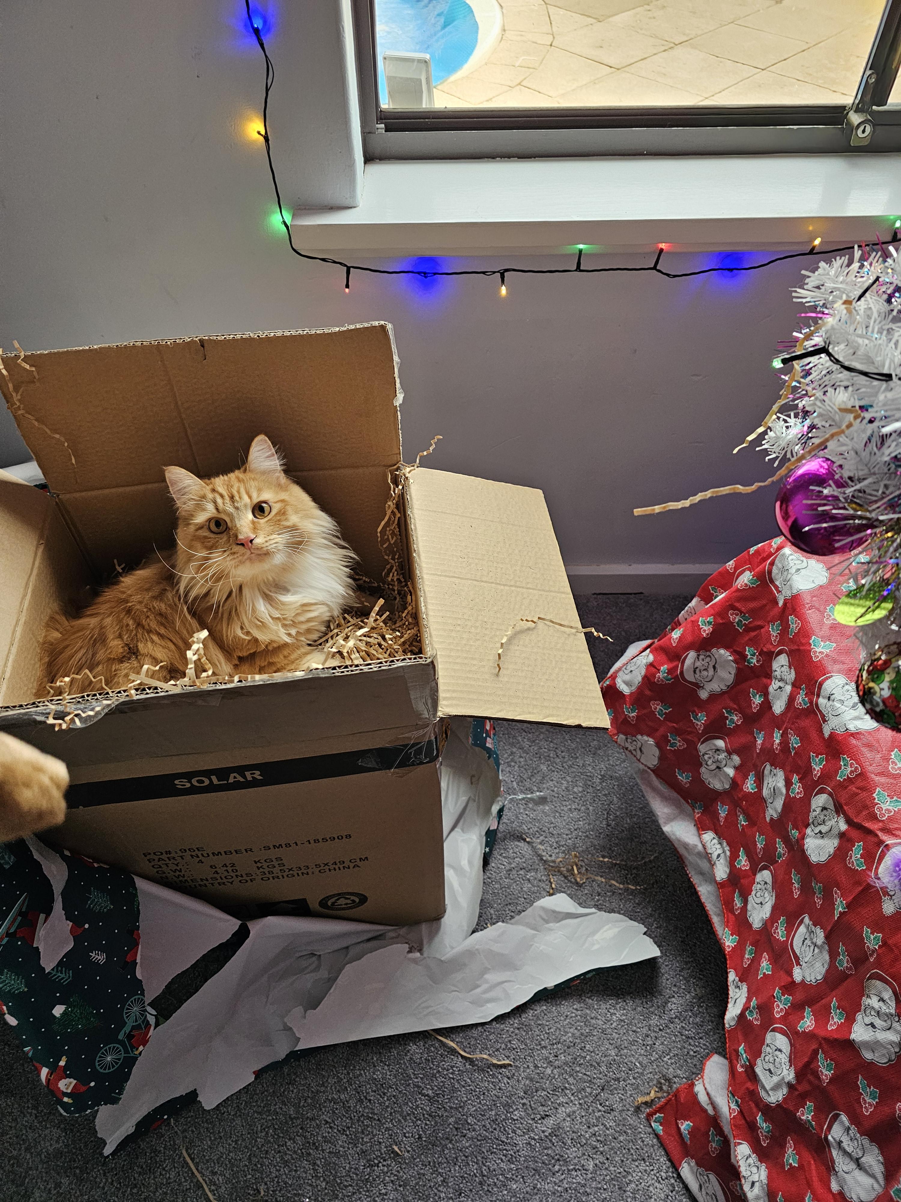 We bought him a Christmas present | Scrolller