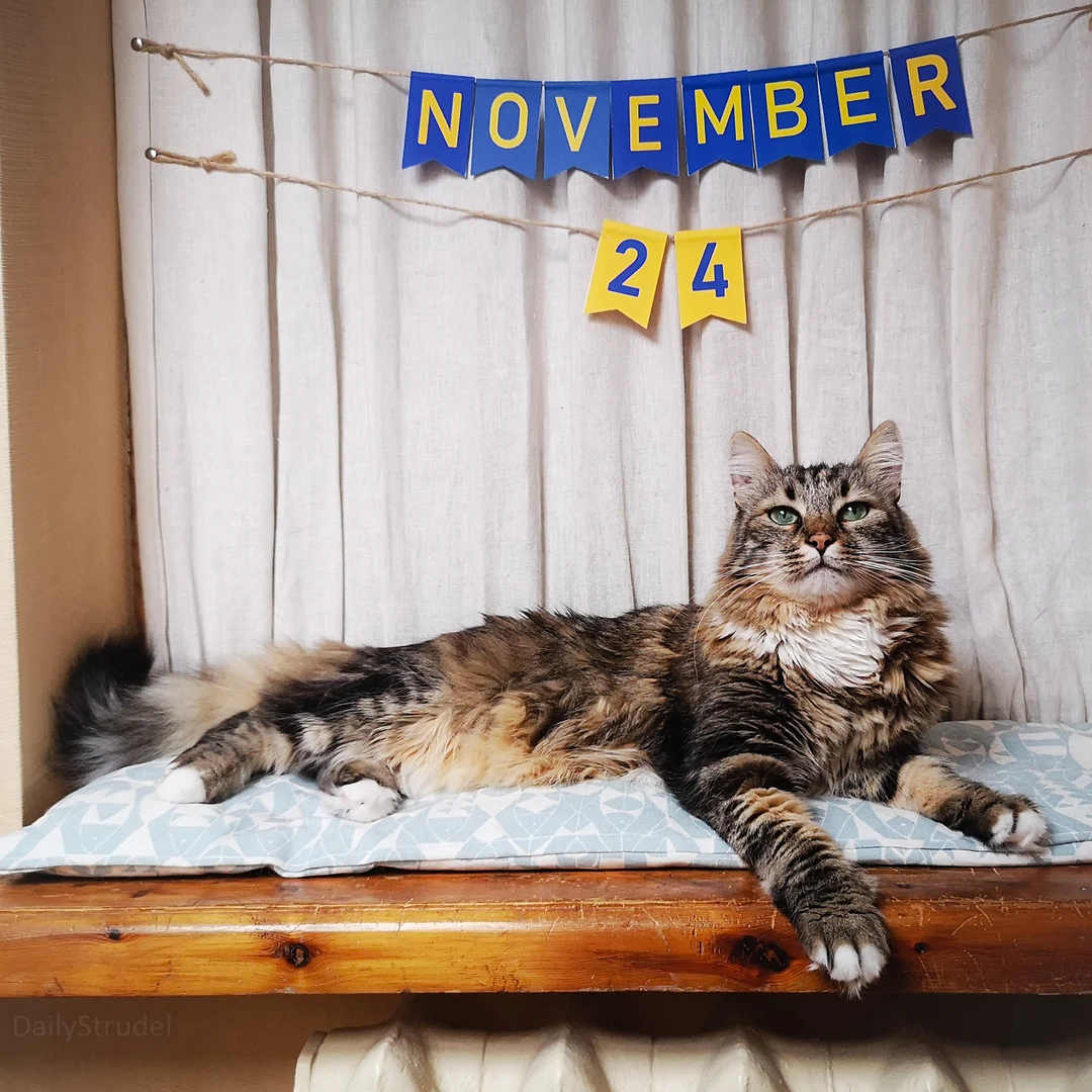 November 24 | Scrolller