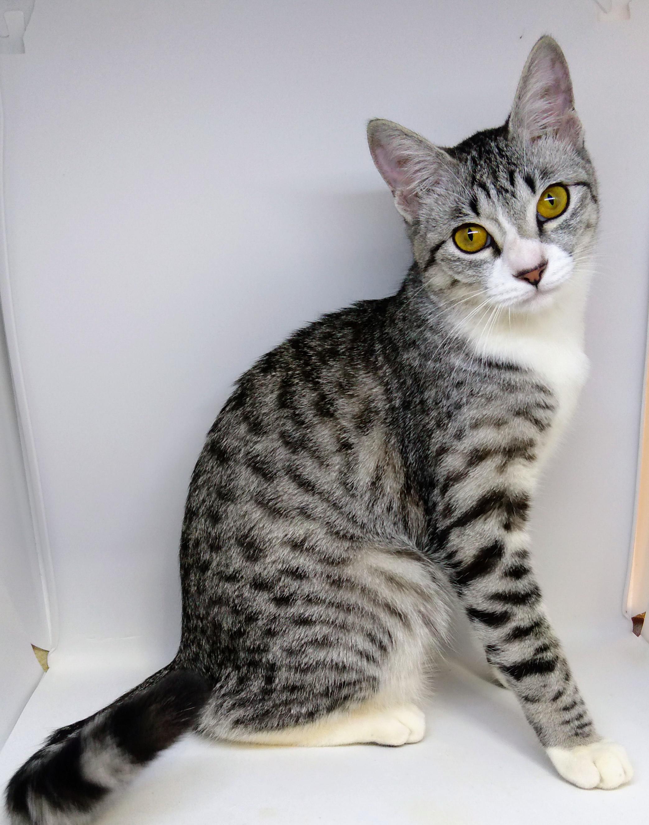 Negi in an impromptu photoshoot. | Scrolller