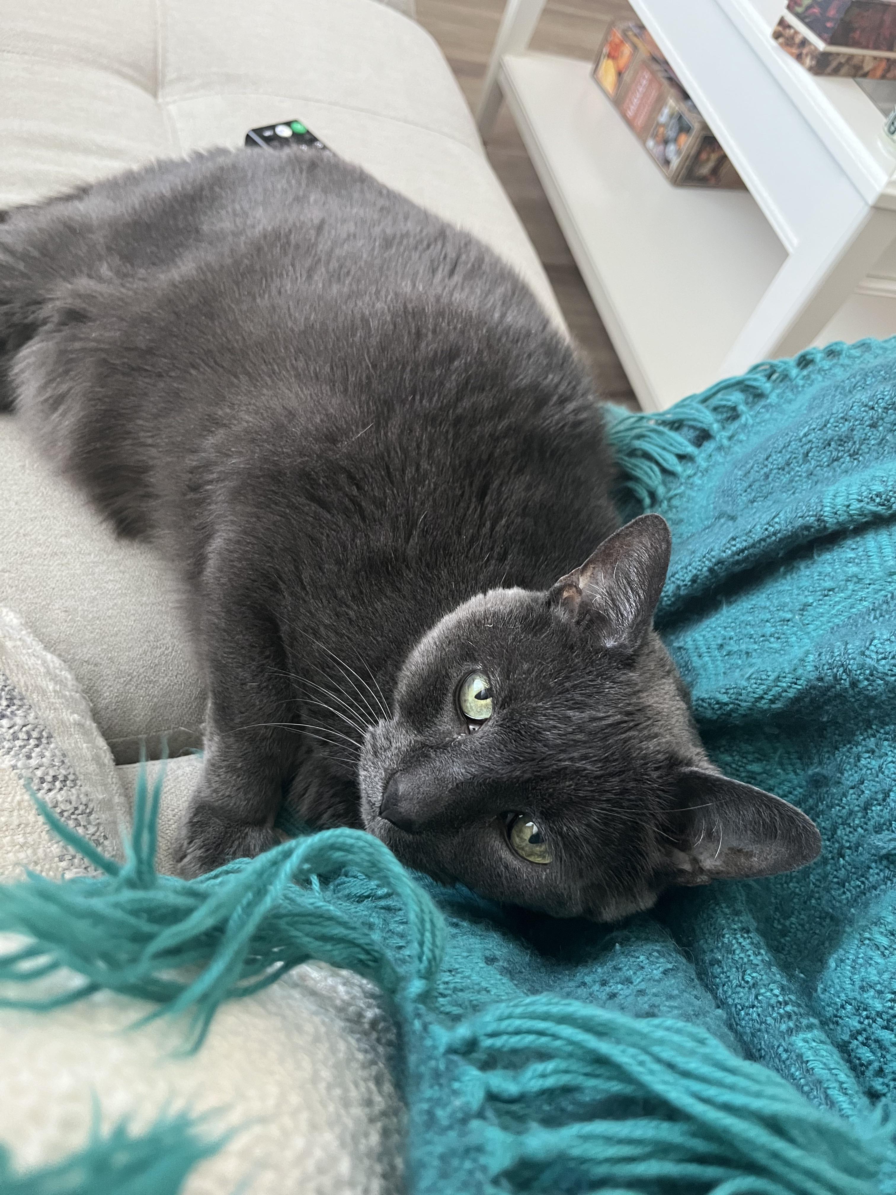 Zappa loves an afternoon couch cuddle | Scrolller