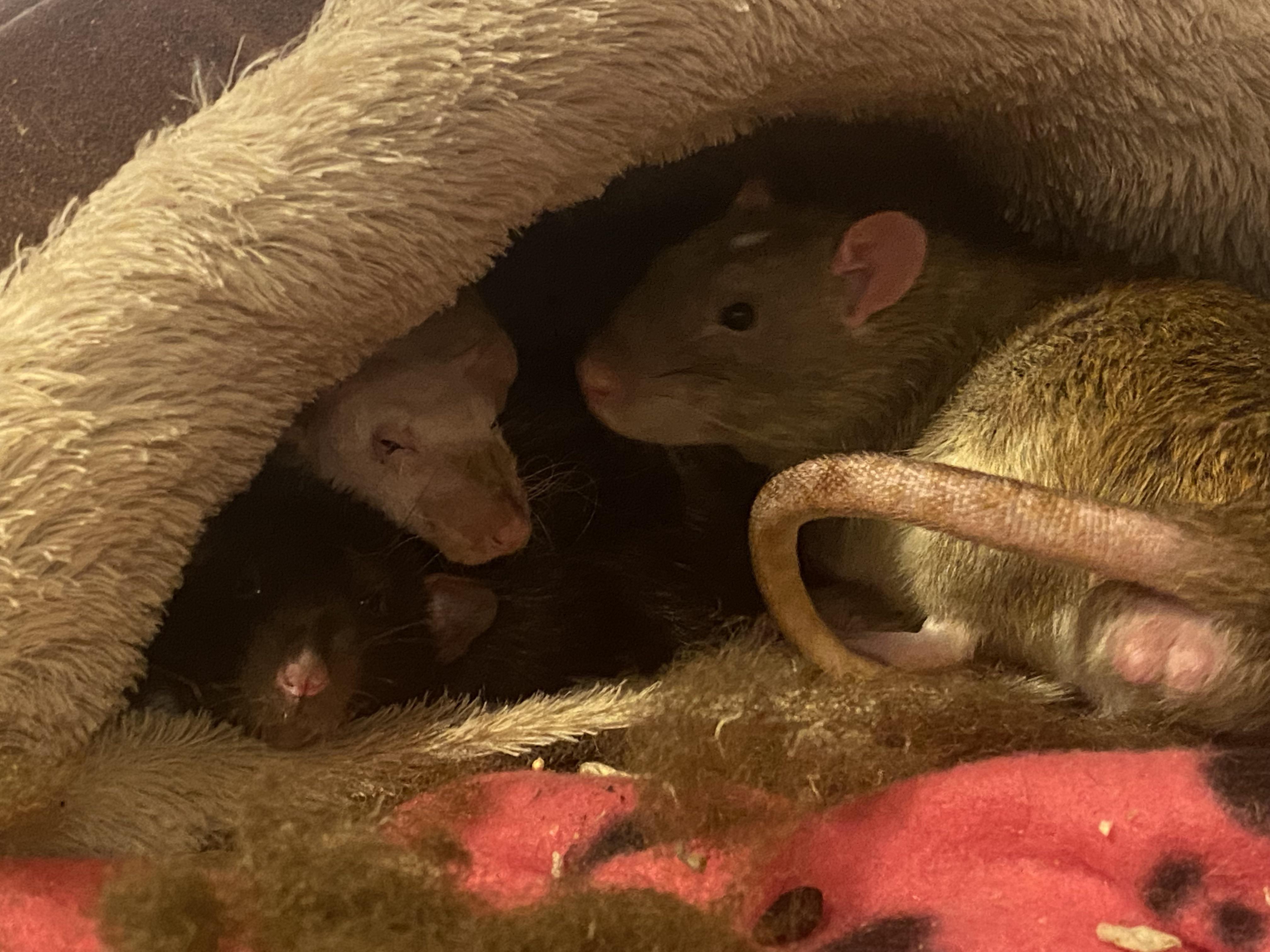 Advice for bonding rats? Should I rehome? | Scrolller