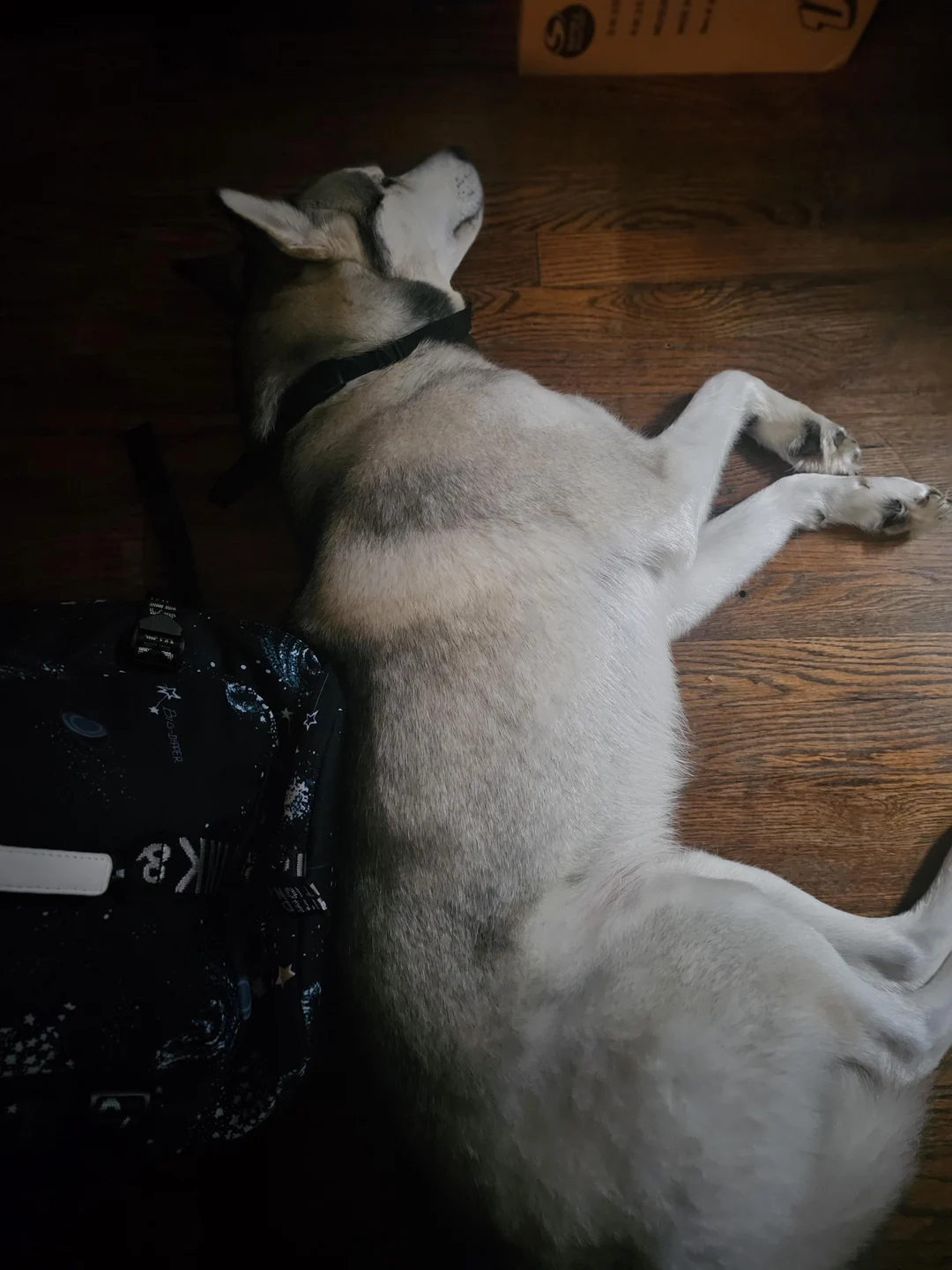 Sweet but lazy office mate | Scrolller