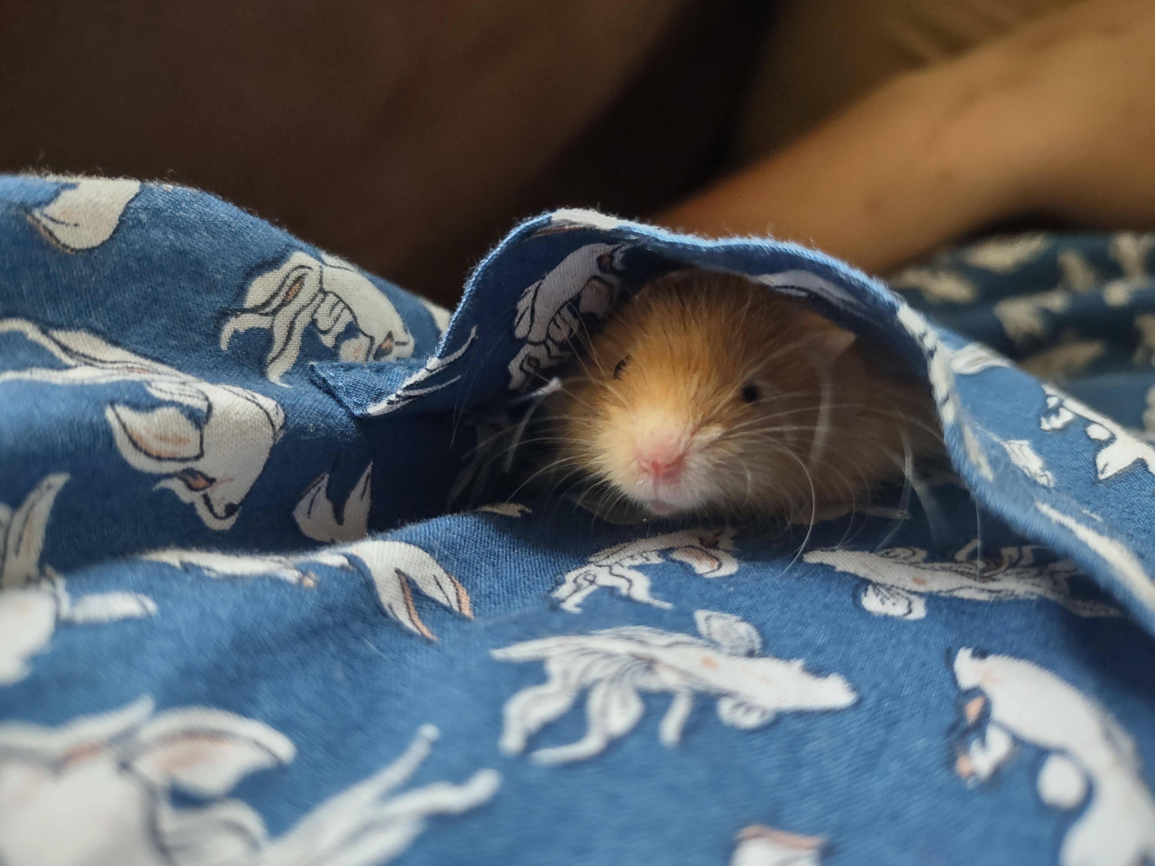 Pocket mouse | Scrolller