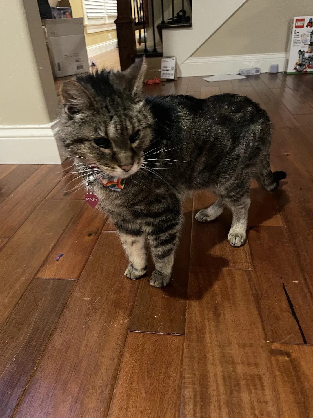 Discover more like Cute: Mikey cat and Related Content | Scrolller