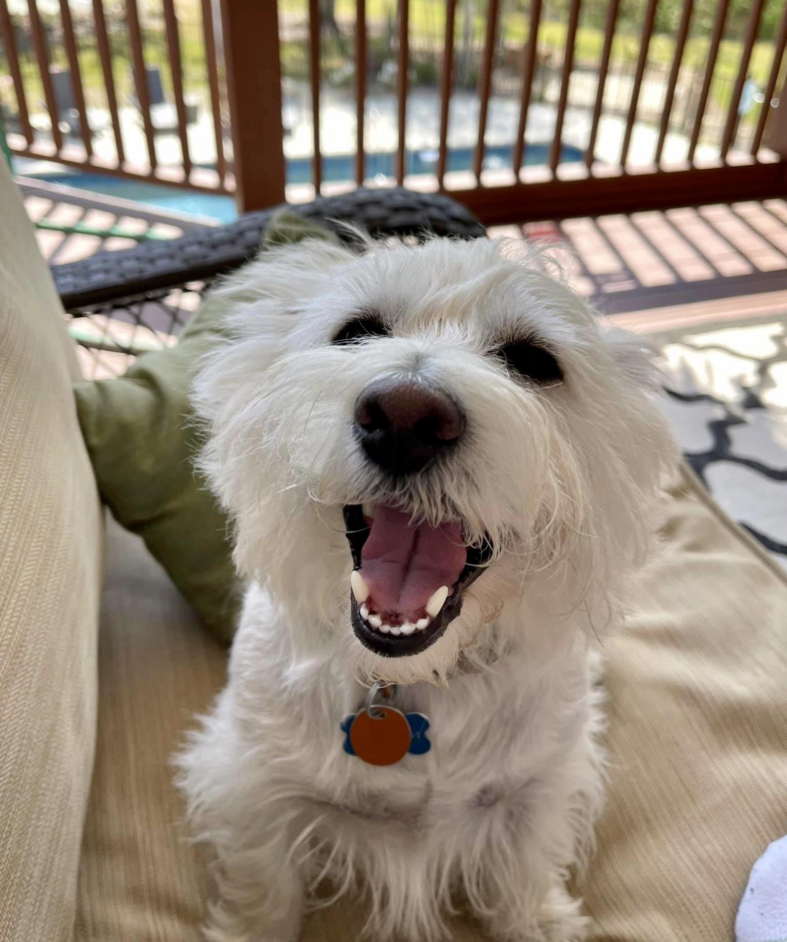 Gus turned THREE this weekend! Happy birthday to our little Goose! | Scrolller