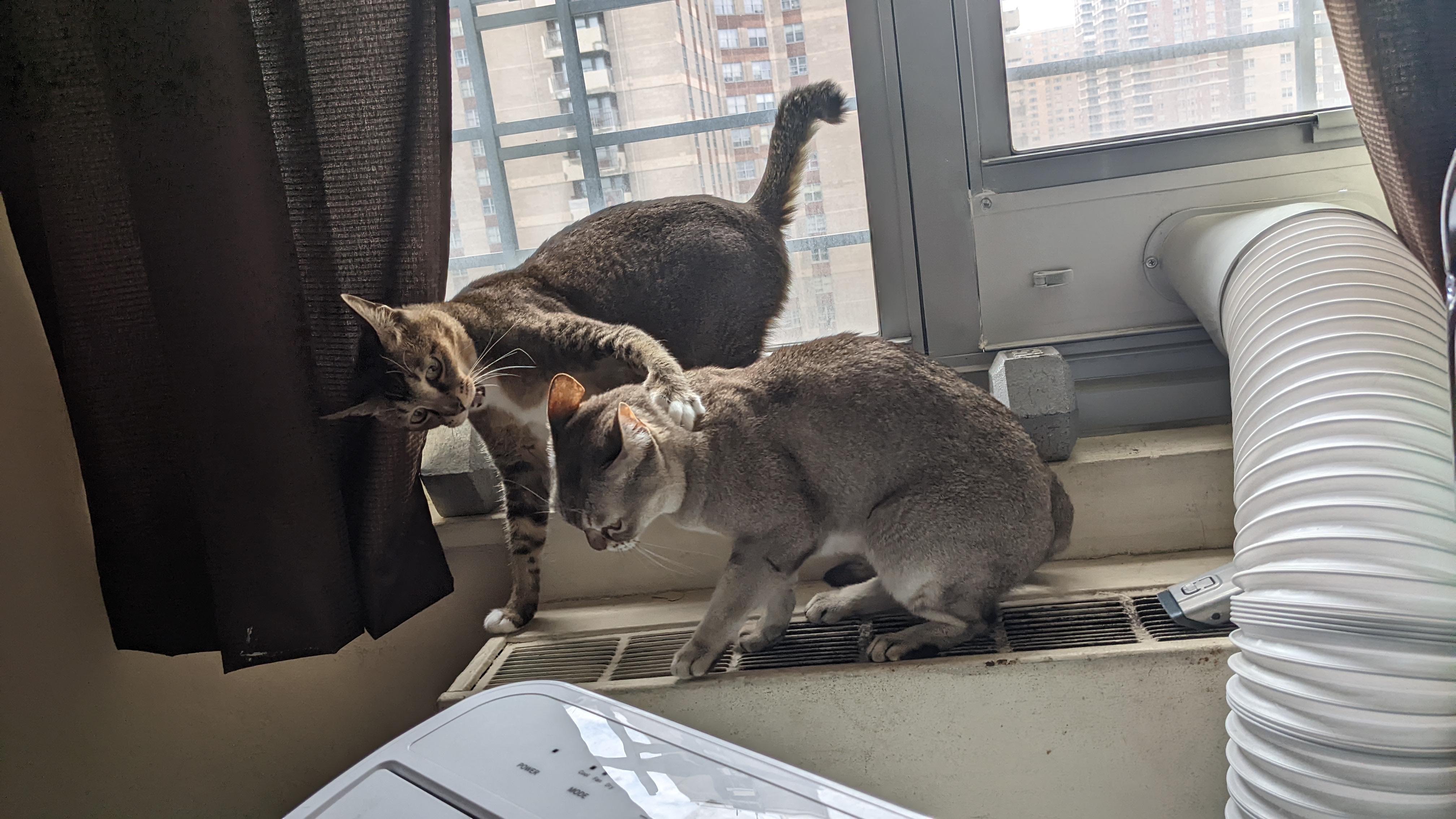 Discover more like CatSlaps: A war and Related Content | Scrolller