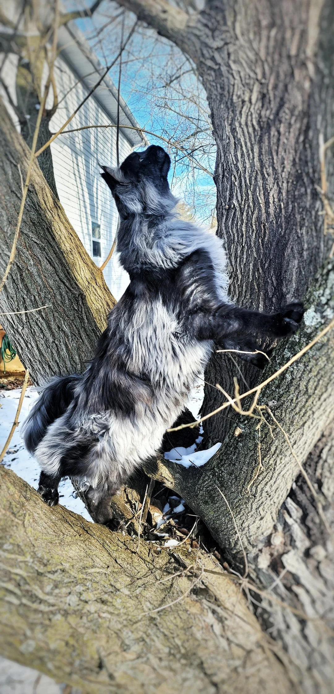 Durzo is a unit. | Scrolller