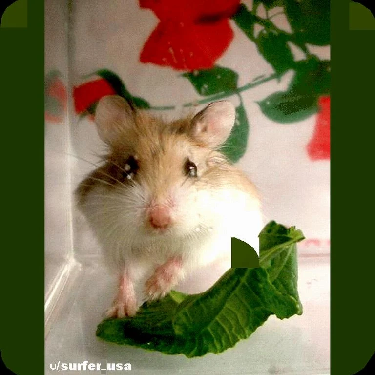 Hamster Glamor... | Scrolller