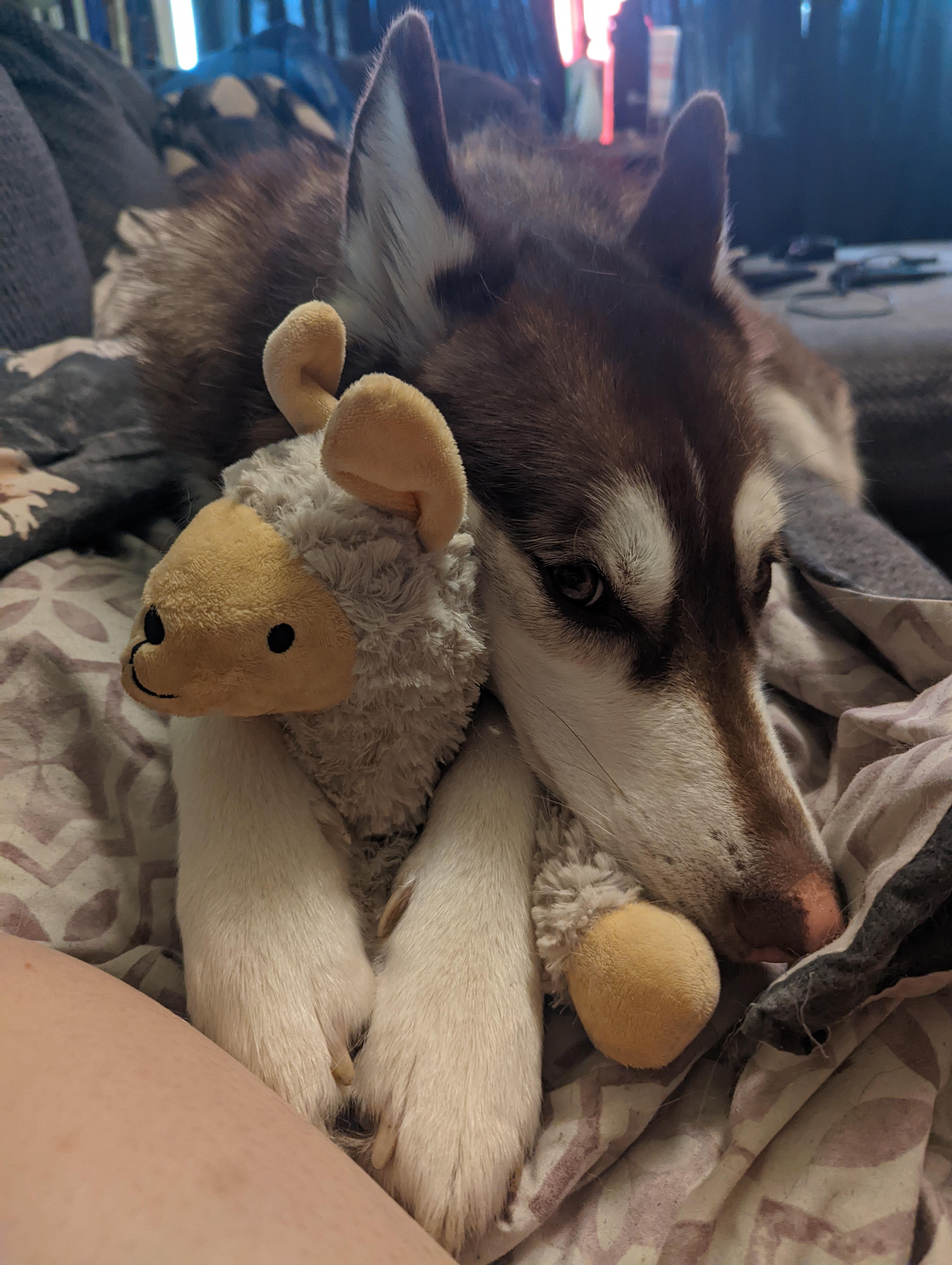 Juno with her lama | Scrolller