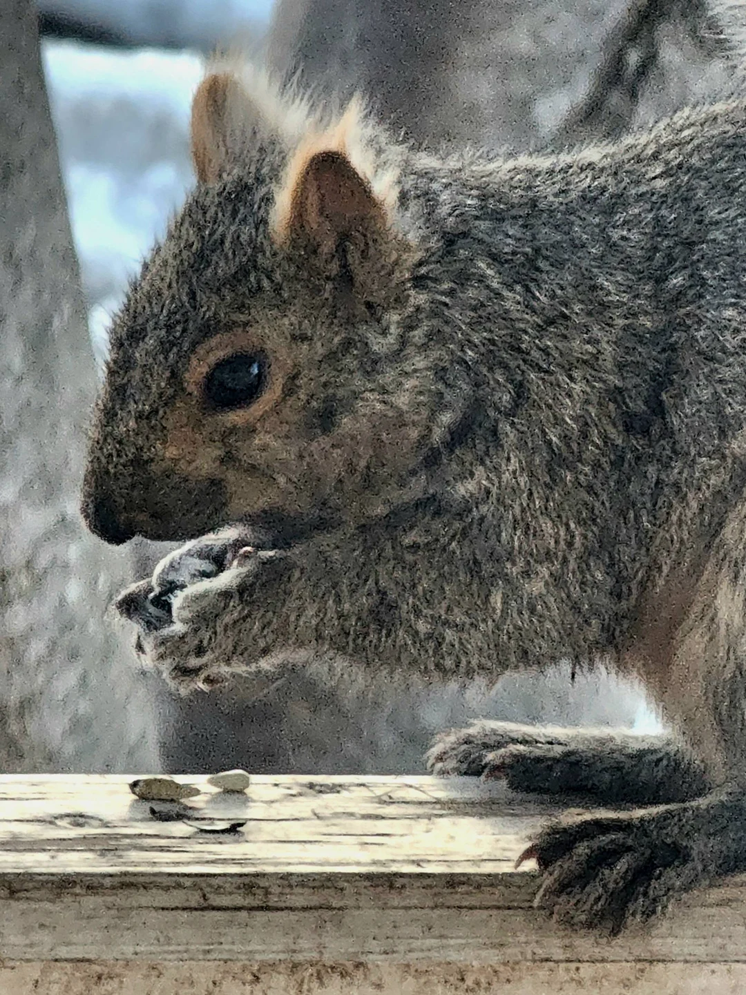 One of Stumpy's friends | Scrolller