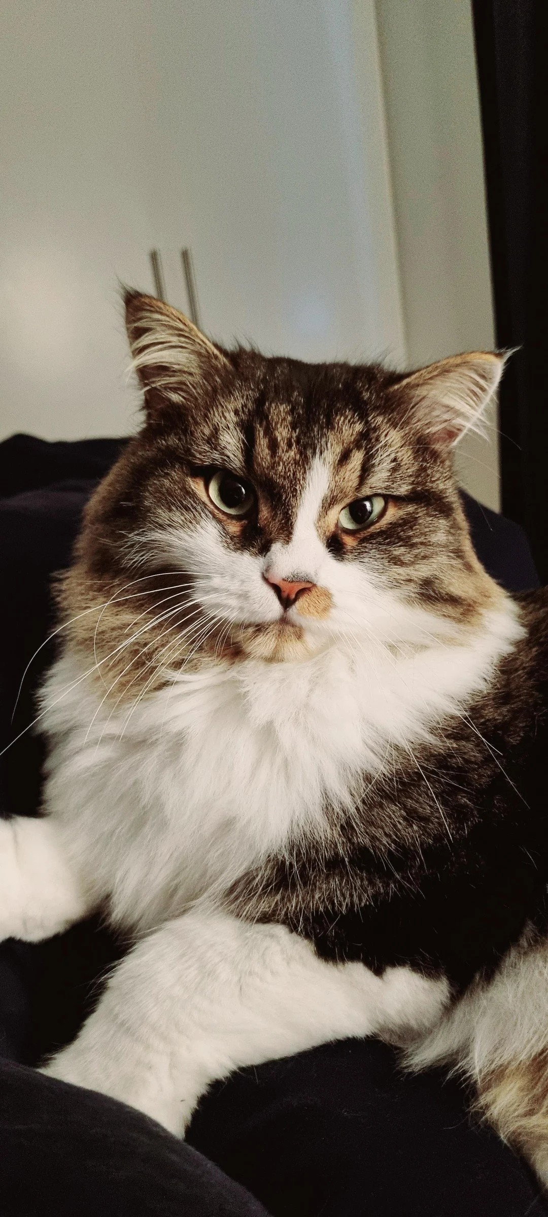 Our floof is so patient and unbothered | Scrolller