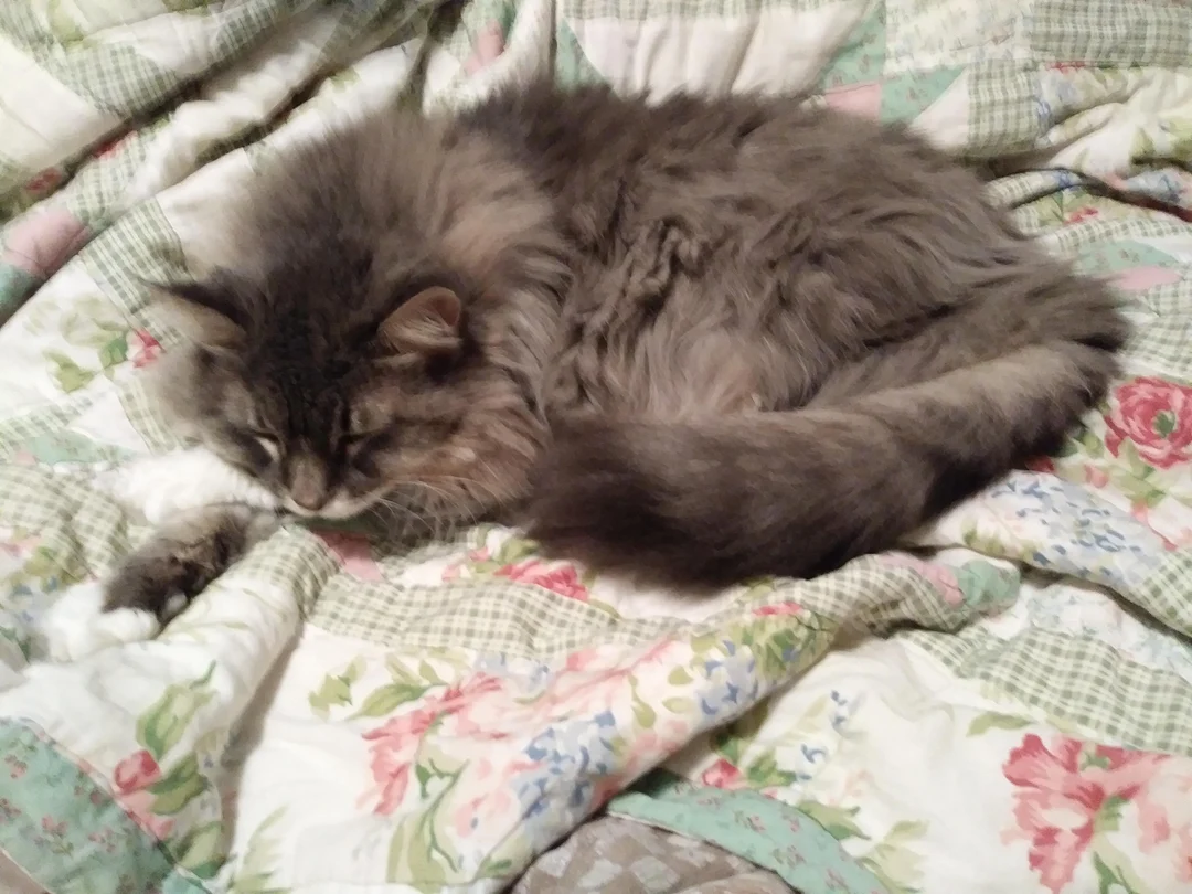 My beloved Sumac | Scrolller